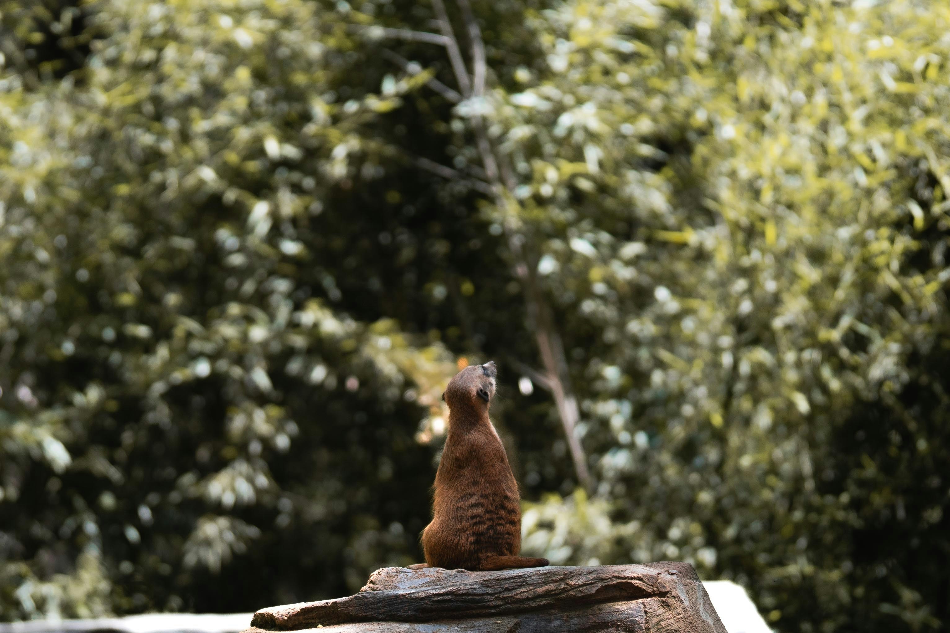 Sentry on a Log: A Grounded Moment of Brown Plumage