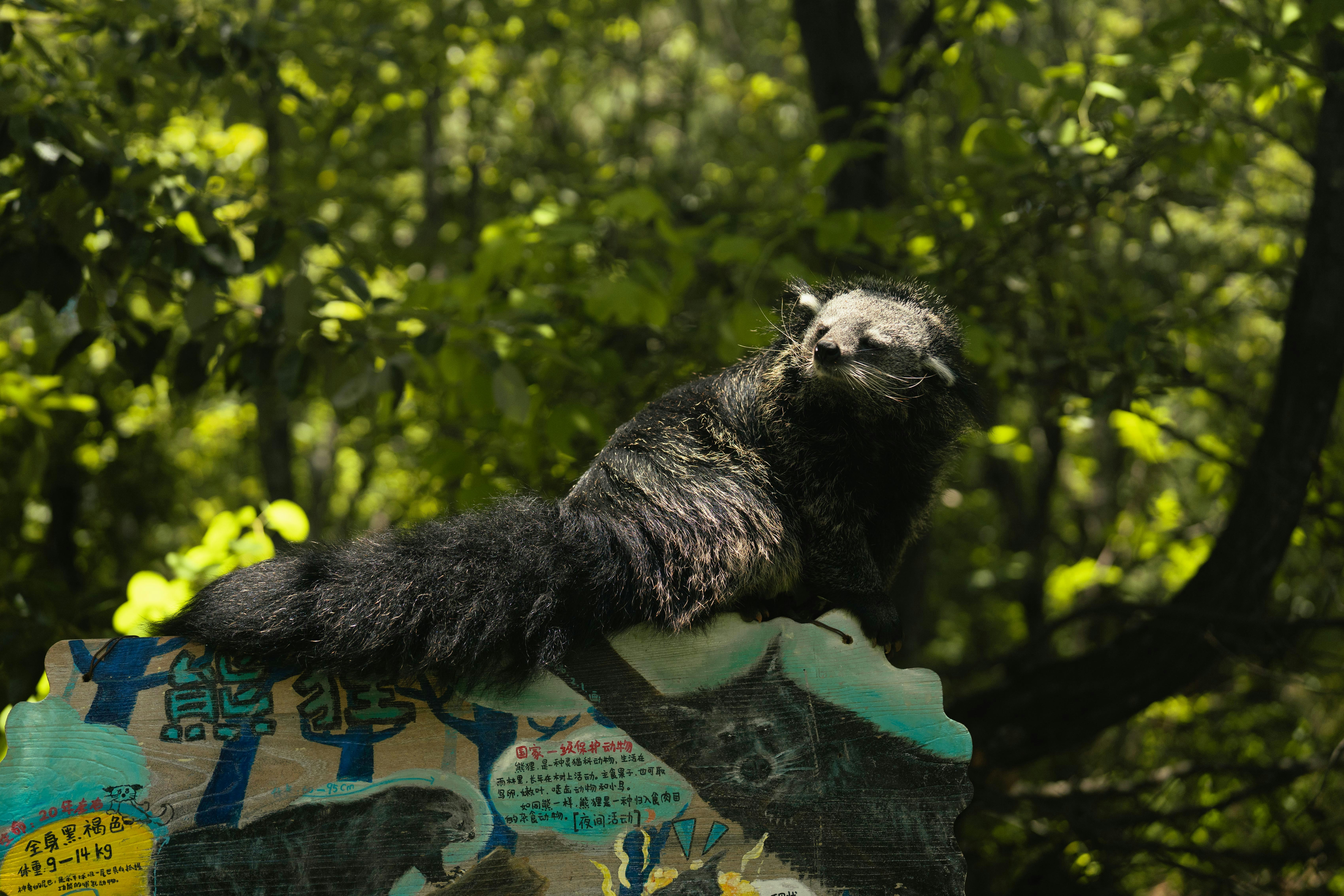 Midday Snooze on Painted Surf: A Black Bear Resting atop a Colorful Log