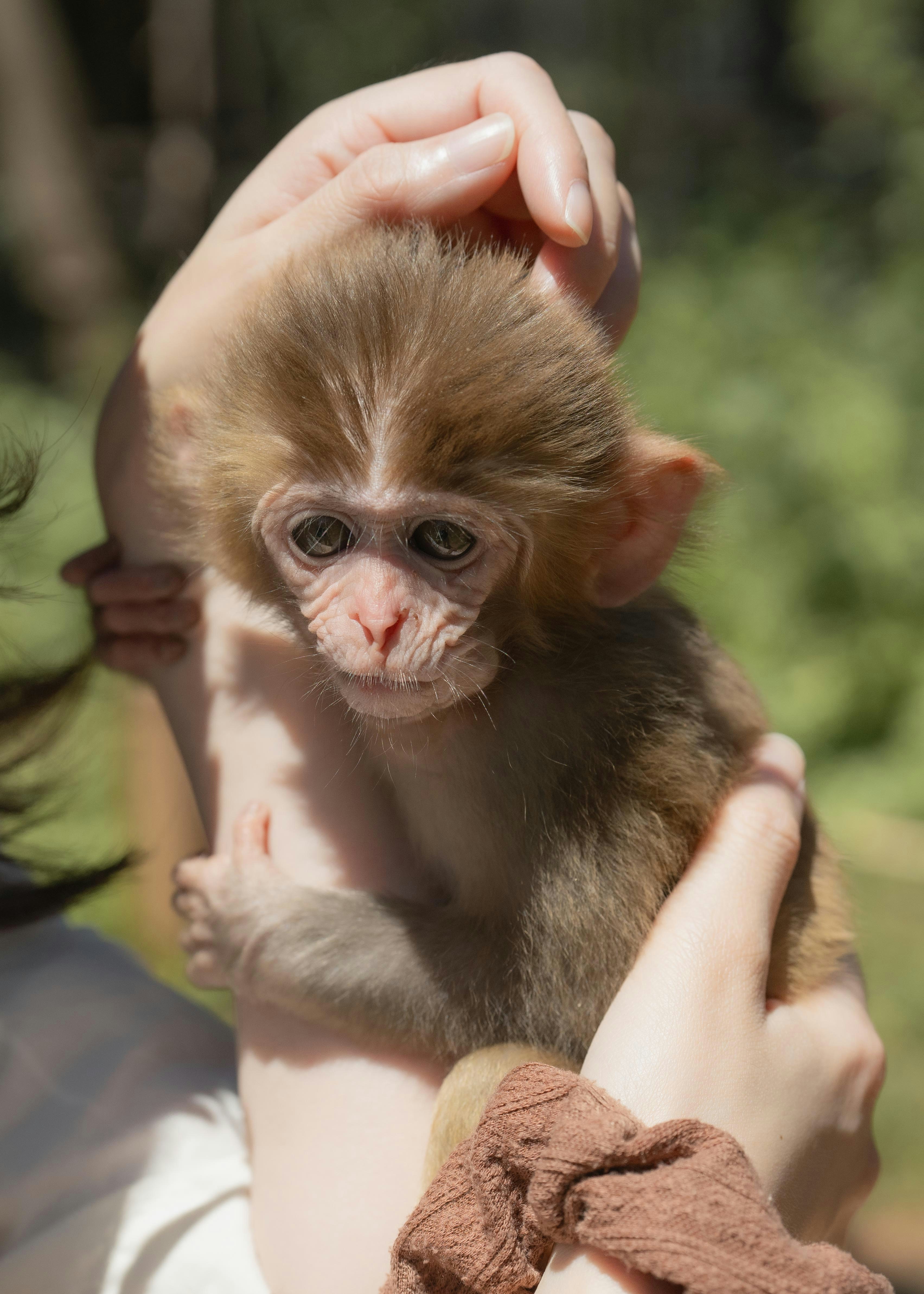 Tiny Pal on Palm: A Curious Monkey Gaze