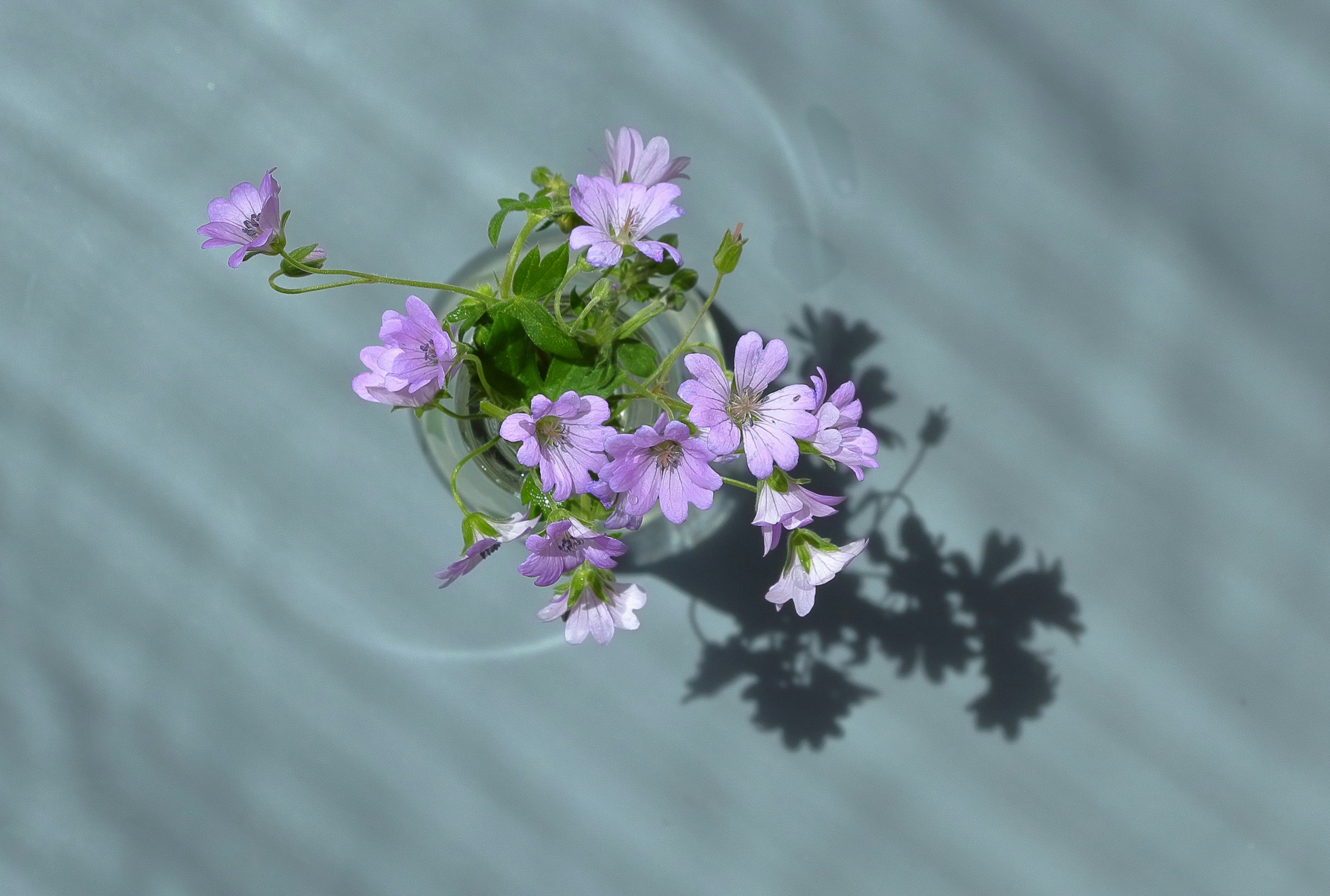 Lilac bouquet in a glass vase cast with a crisp shadow