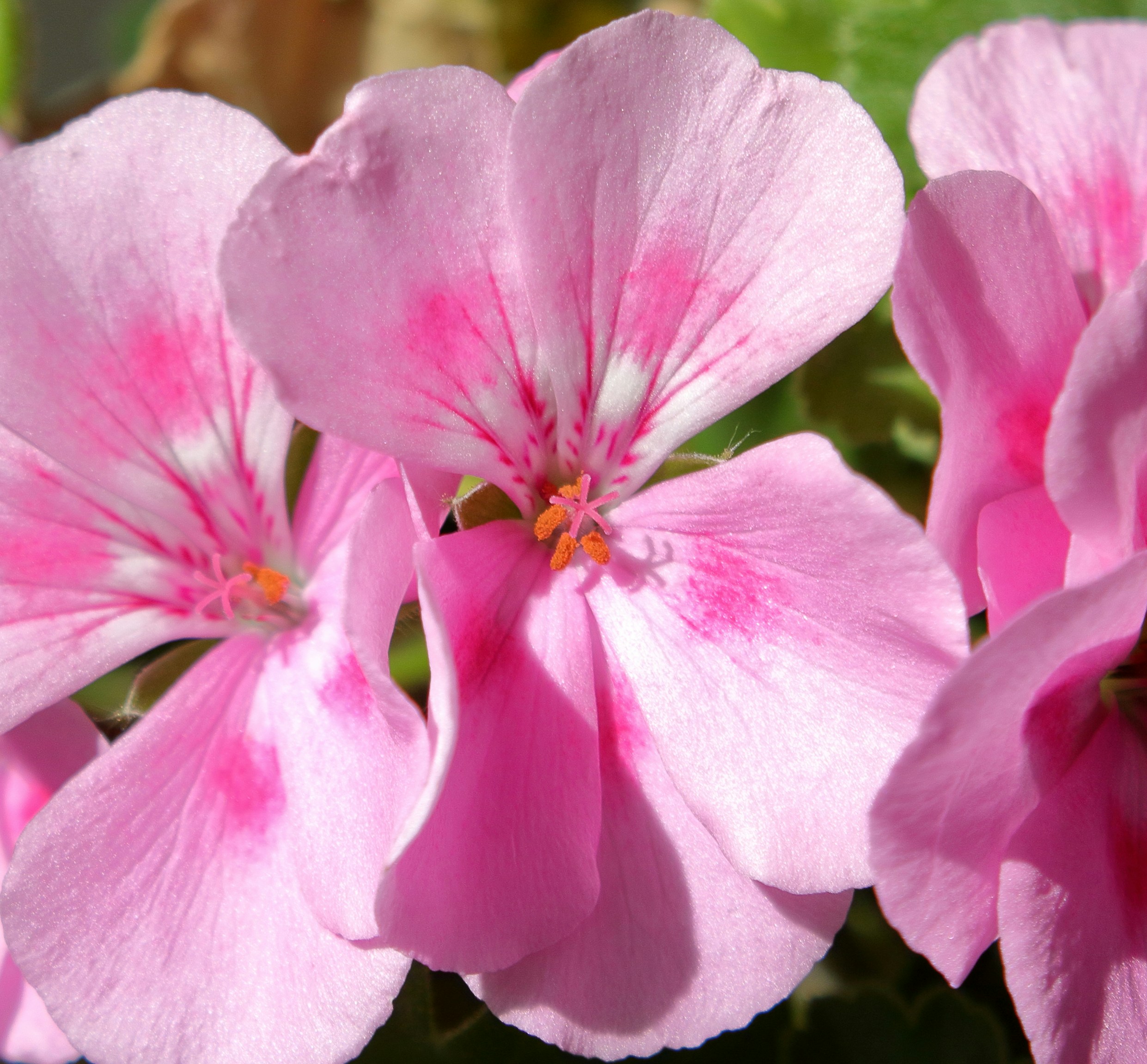 Pink Petals in Focus: A Sunlit Corridor of Orchids