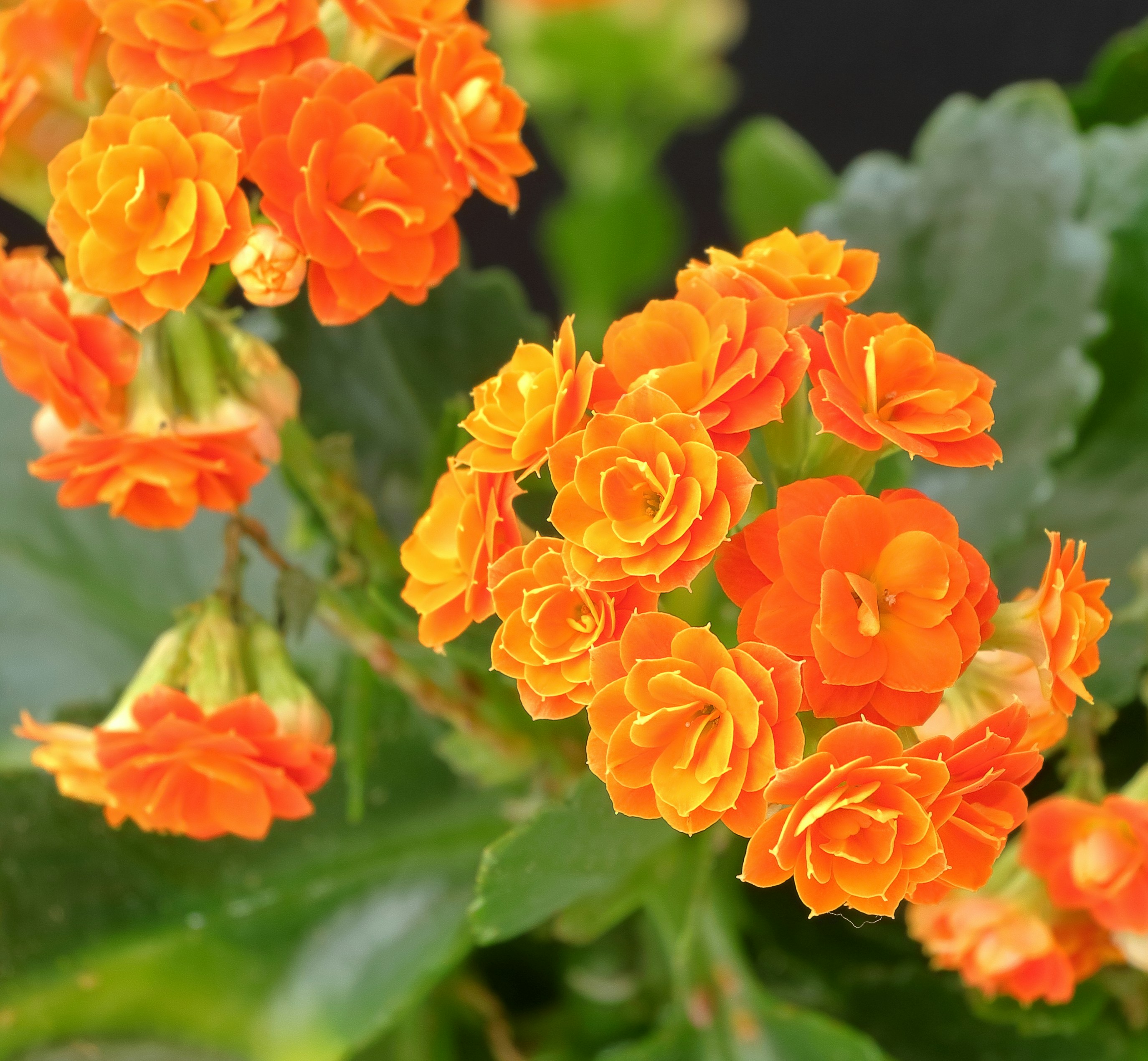 Orange Chrysanthemums in Bright Garden Glow