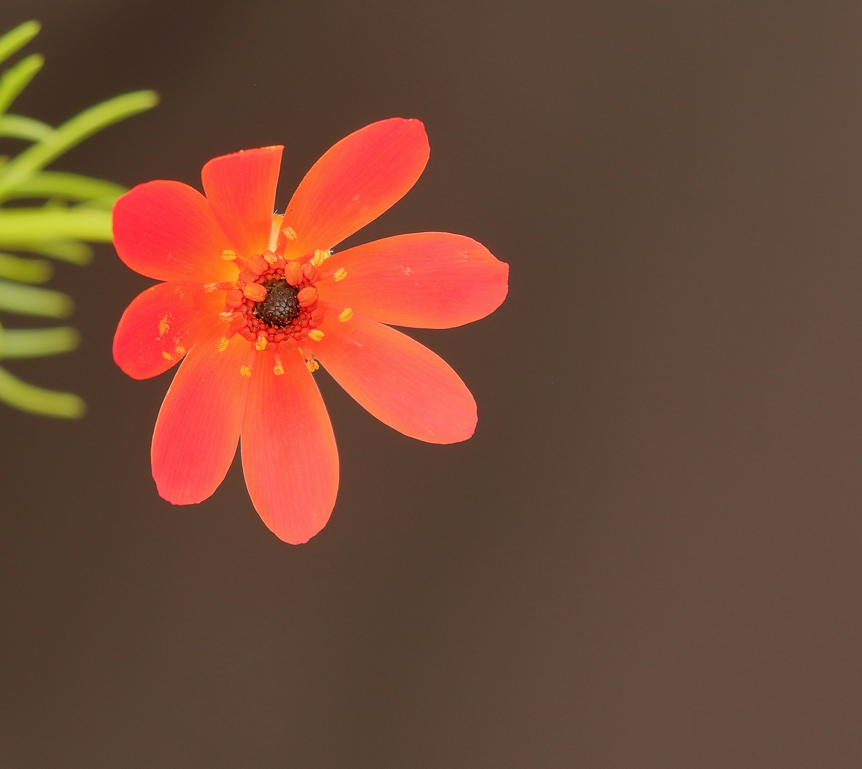 Crimson Blossom on a Soft Brown Backdrop