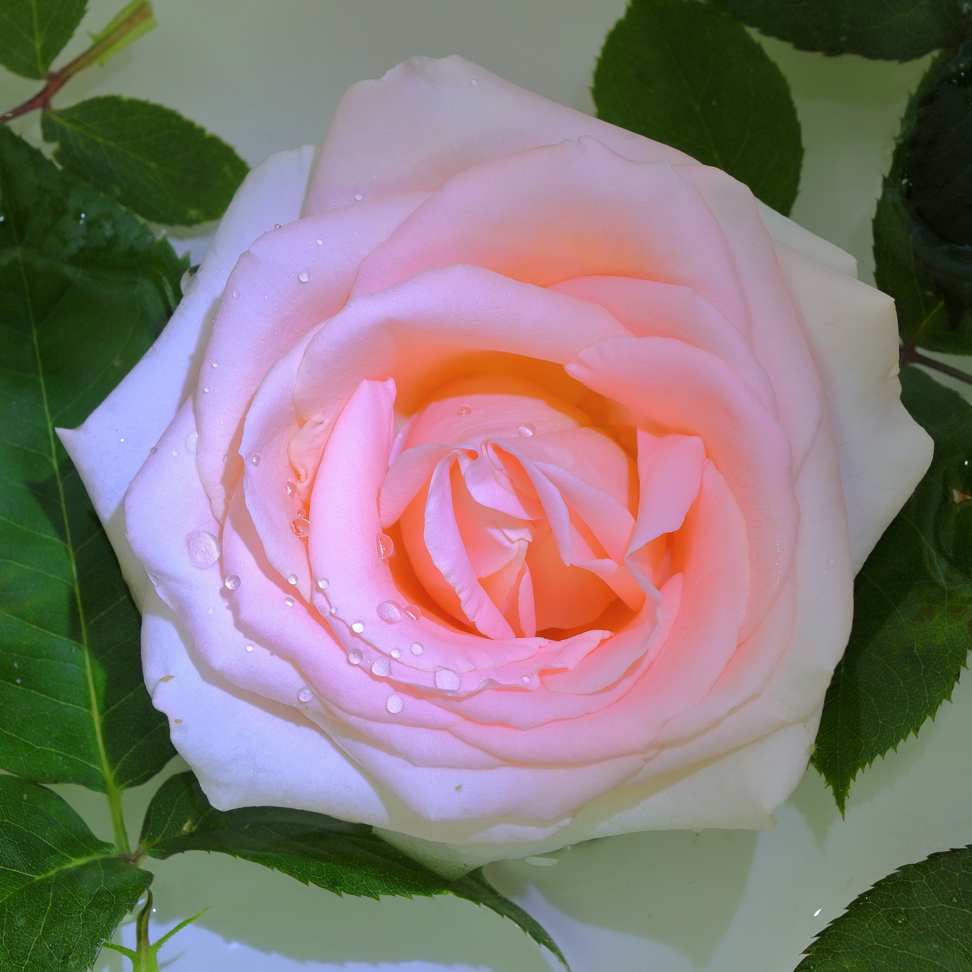 Soft Aperture: A Peach-Pink Rose with Dew-kissed Petals