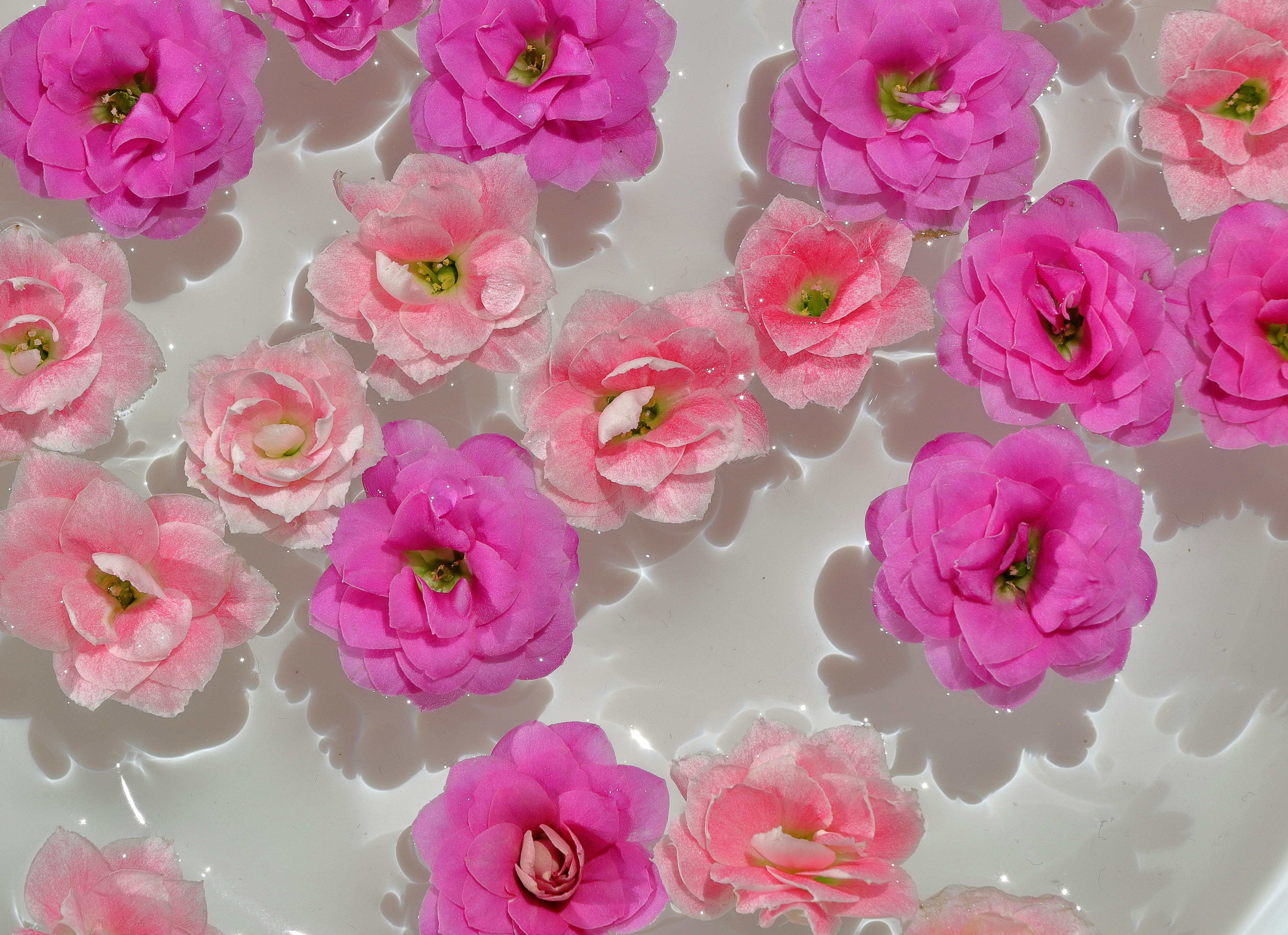 Rosy Poise: A Sea of Pink Blossoms Adrift on Iridescent Water