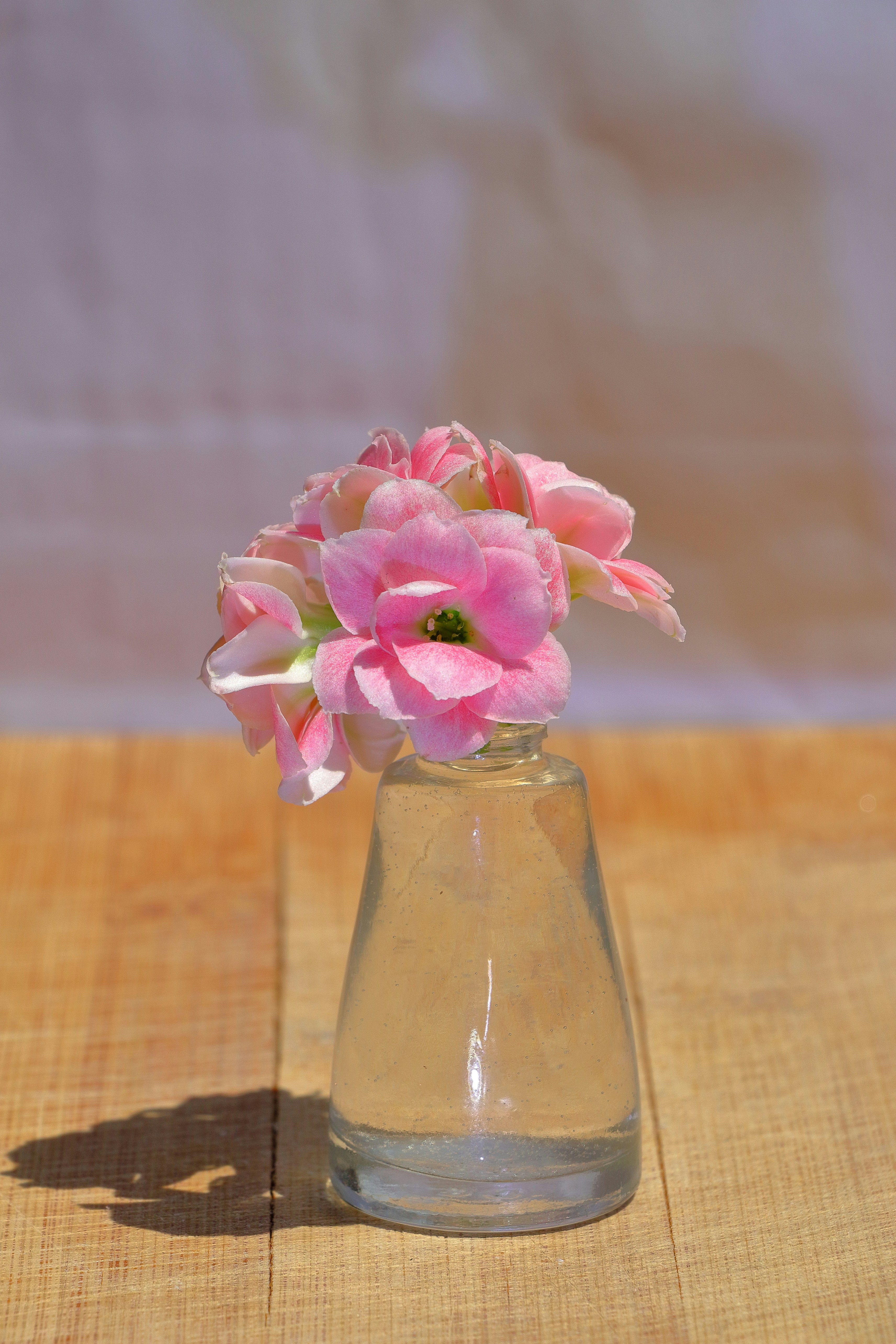 Pink blossoms in a glass vase on sunlit wooden table