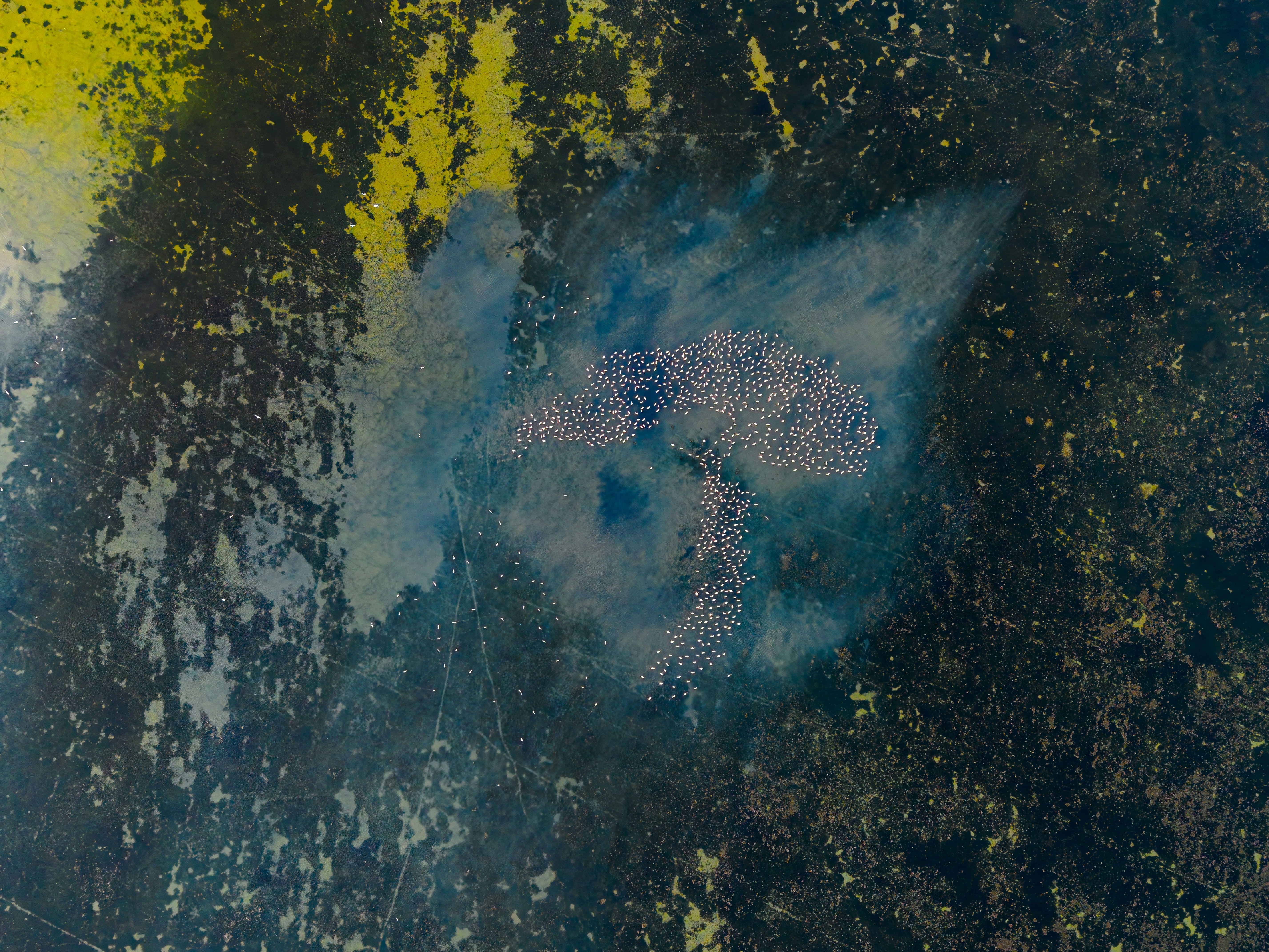 Aerial scene showing a cluster of illuminated dots forming a soft, bird-like shape amid blue and green forest canopies, captured from above with subtle smoke or haze.
