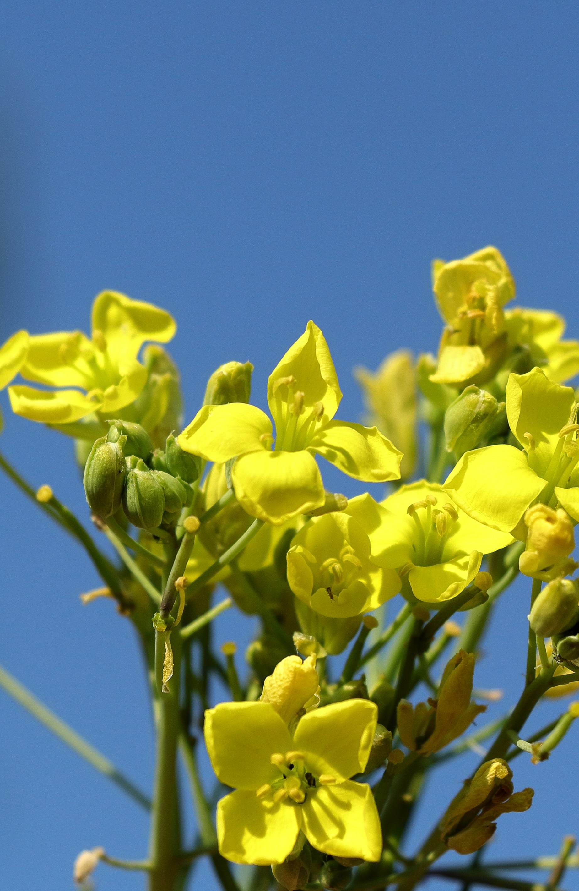 Sunlit Canary Bloom Reaching Toward the Blue