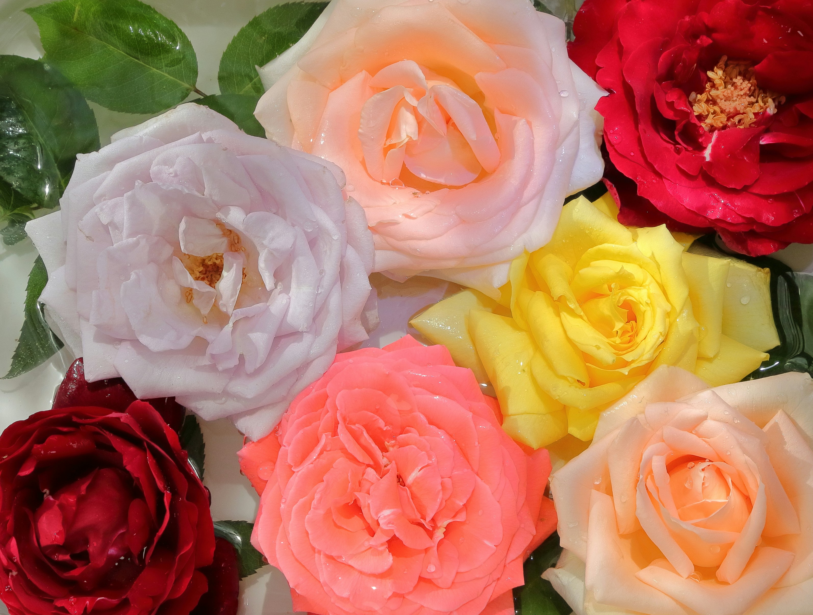 Petal Mosaic: A Close-Up of Velvet Roses in Bloom