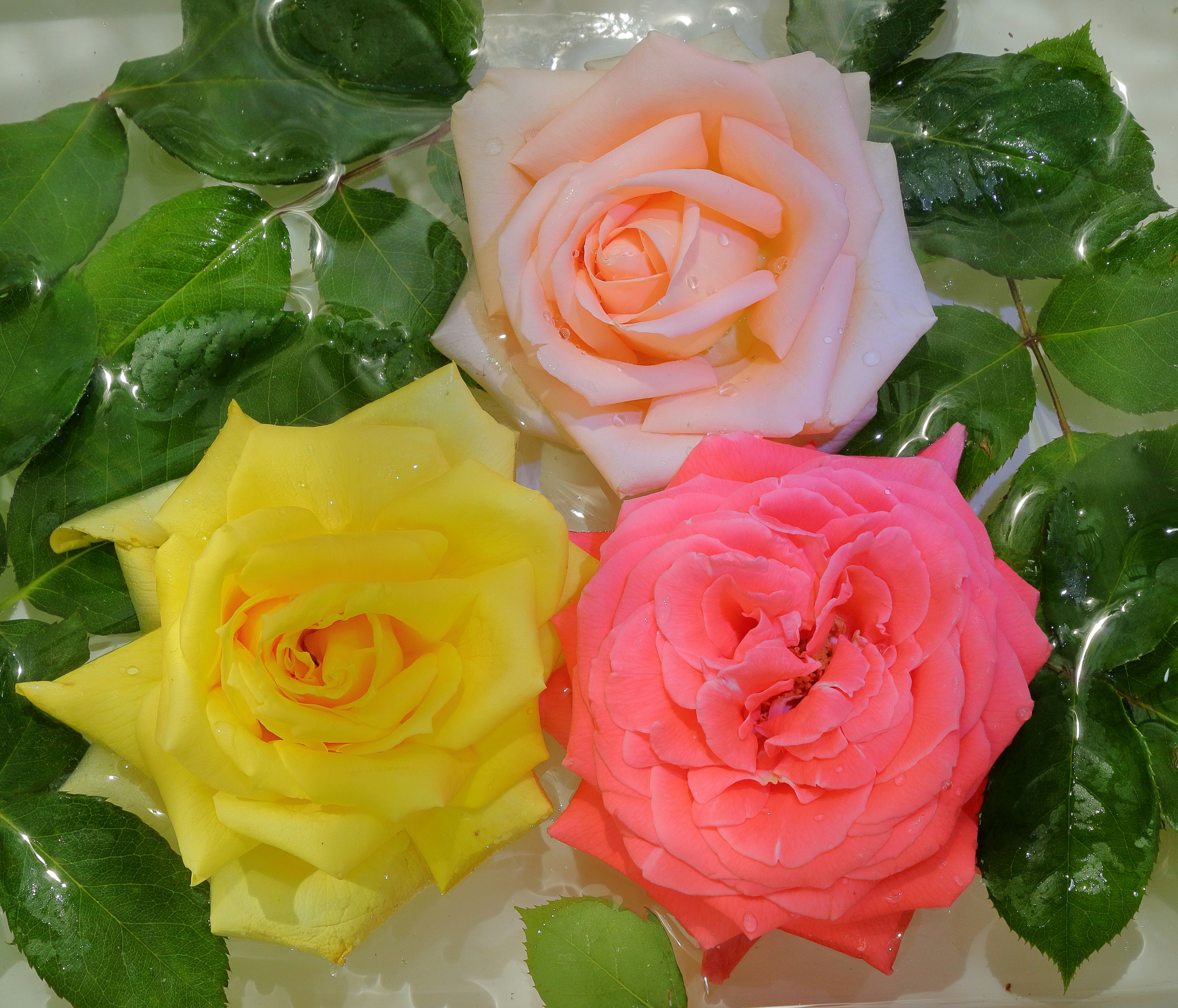 Triad of Velvet Roses: Yellow, Pink, and Peach in Close-Up Bloom