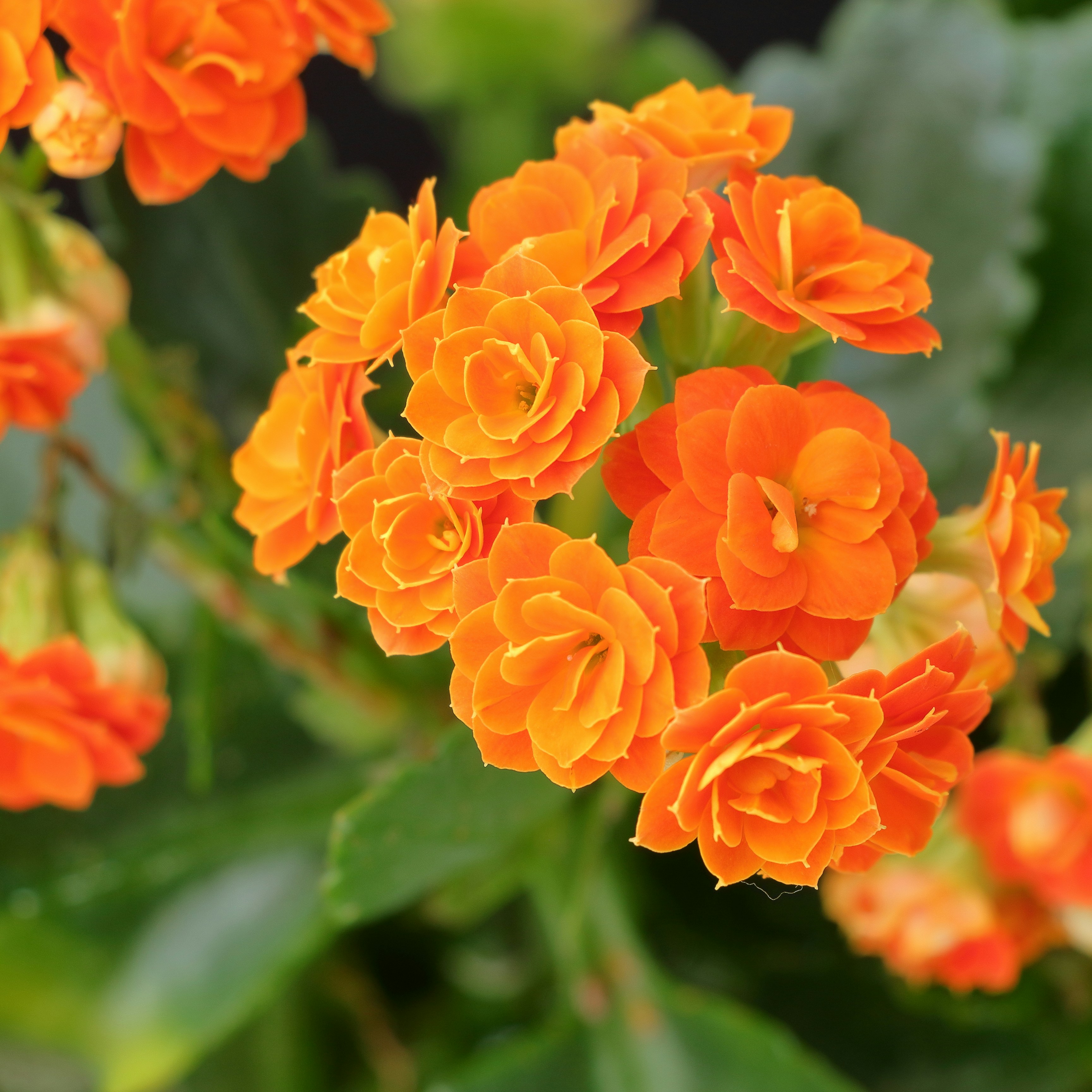 Cascading Orange Roses: A Burst of Garden Fire
