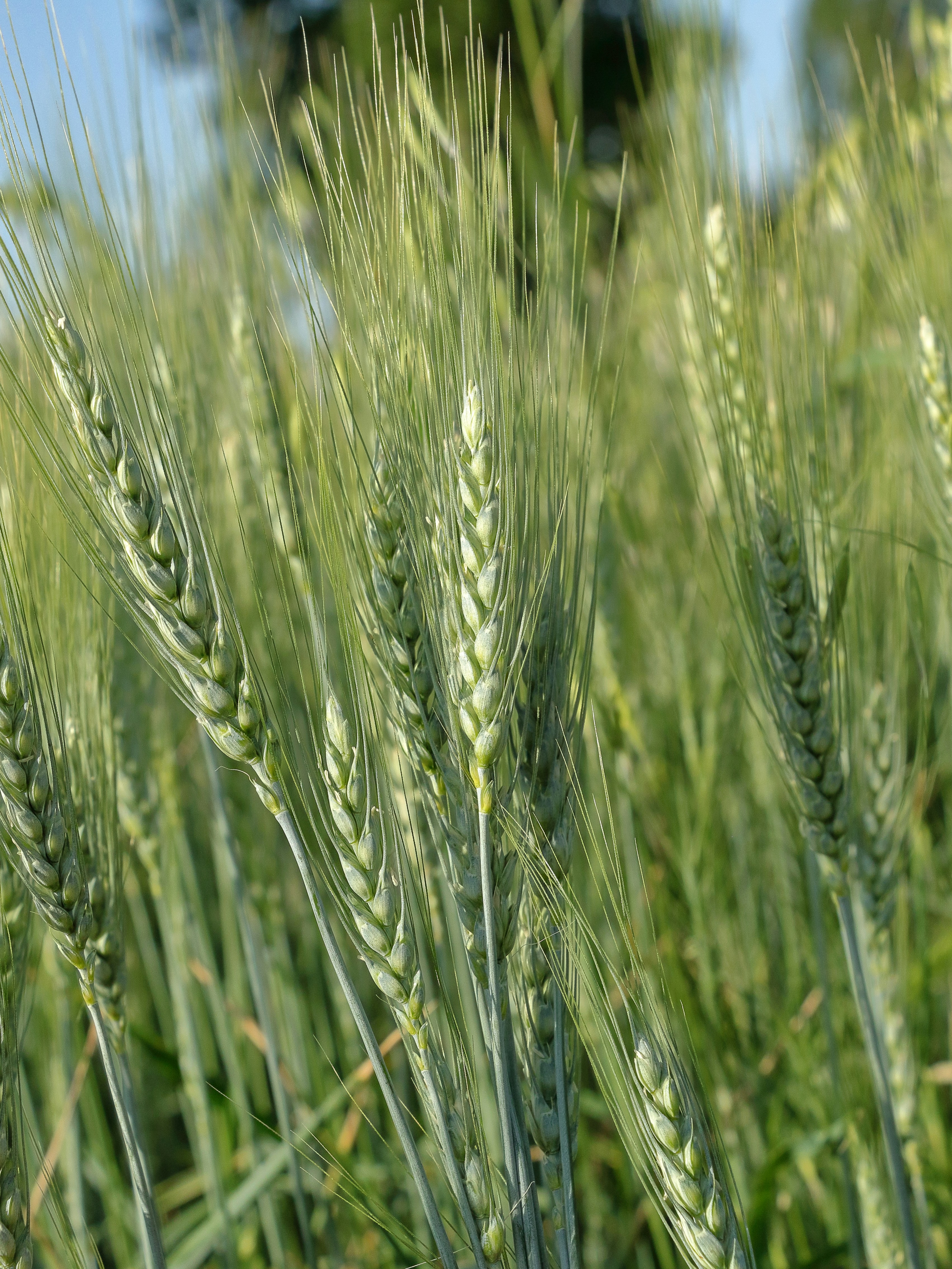 Close-up of ripening barley heads in a sunlit field