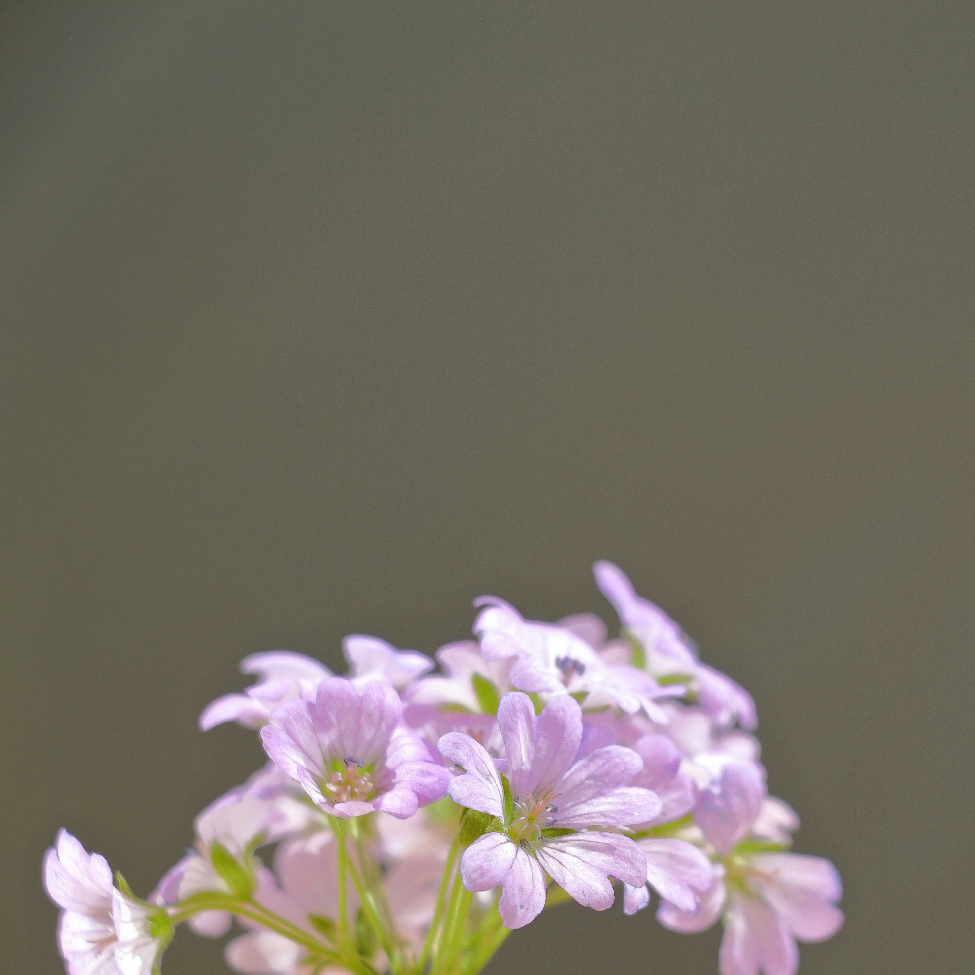 Soft Petal Symphony: Lavender Blooms in Gentle Focus