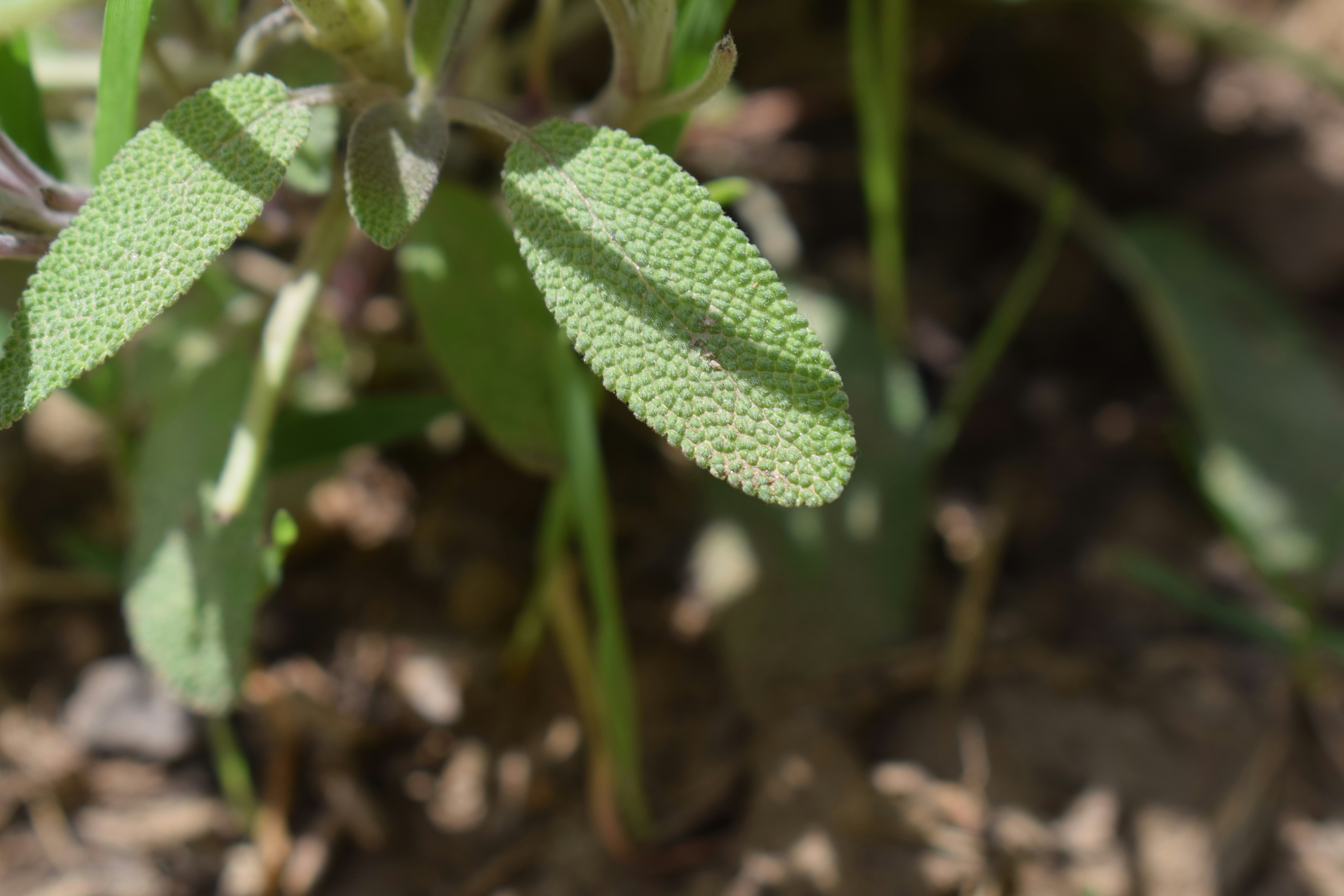 Close-up of fuzzy sage leaves basking in sunlit soil