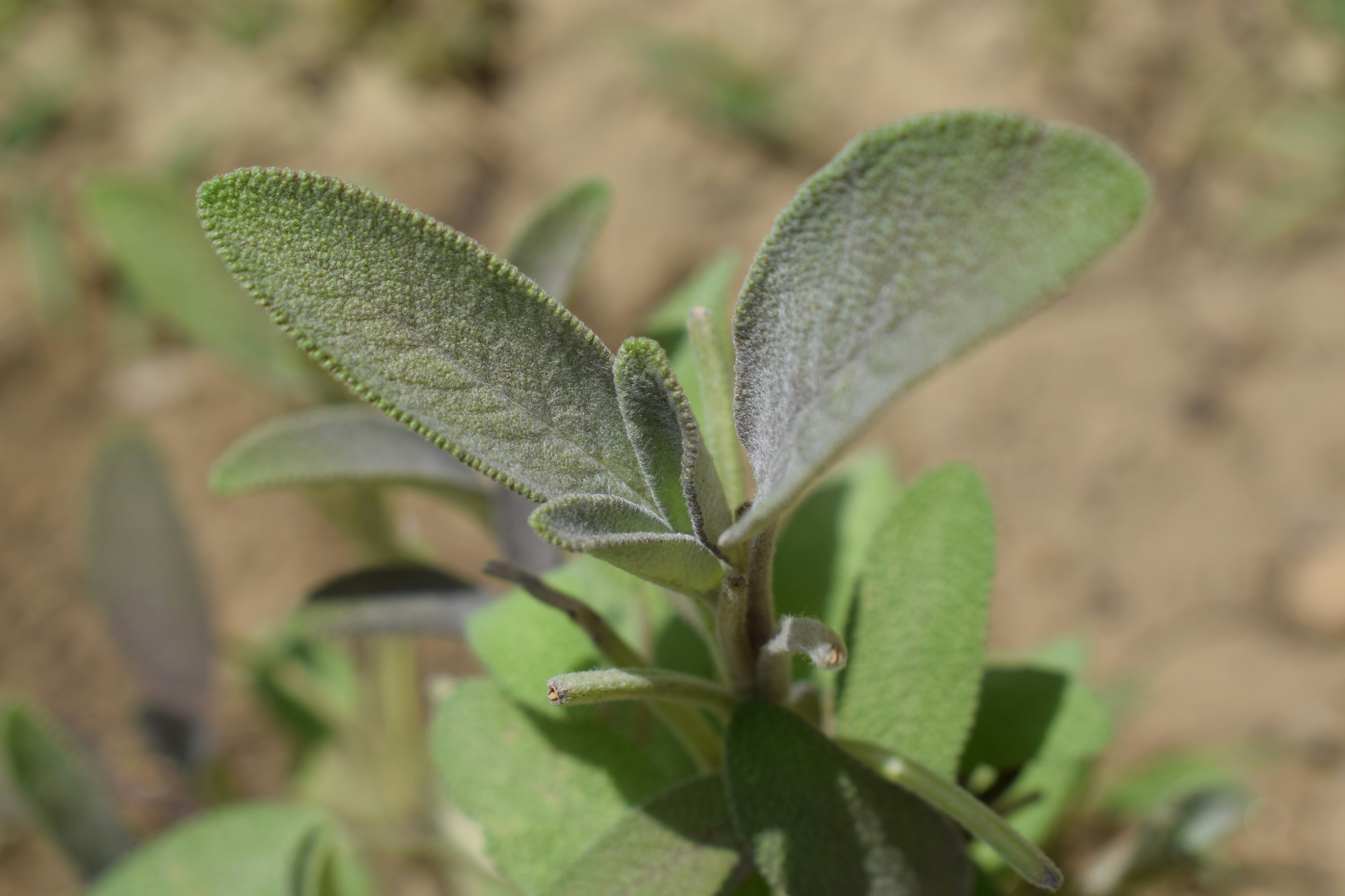 Close-up of a fuzzy sage leaf catching morning light