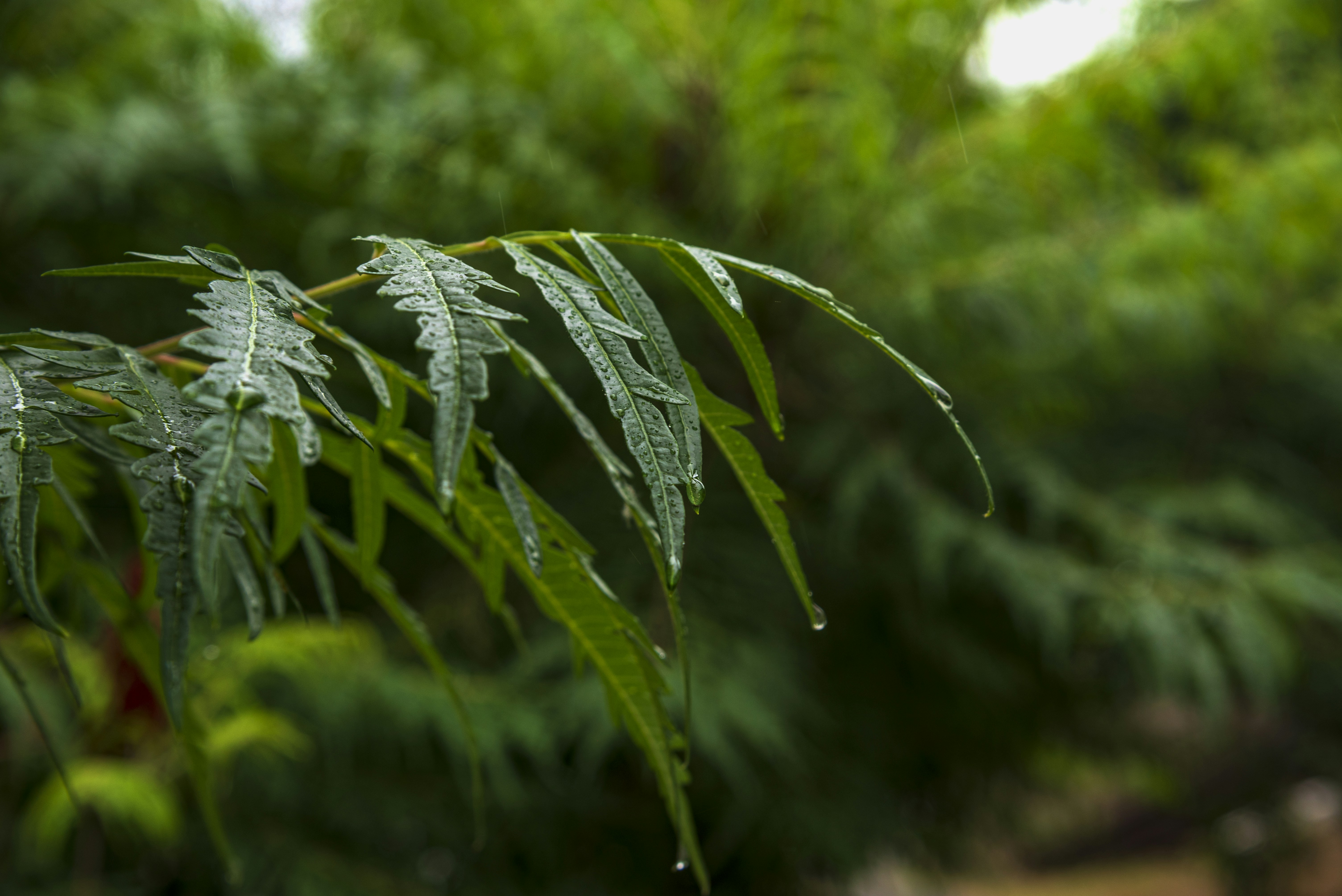 Dew-kissed Fern Fronds in Soft Forest Light