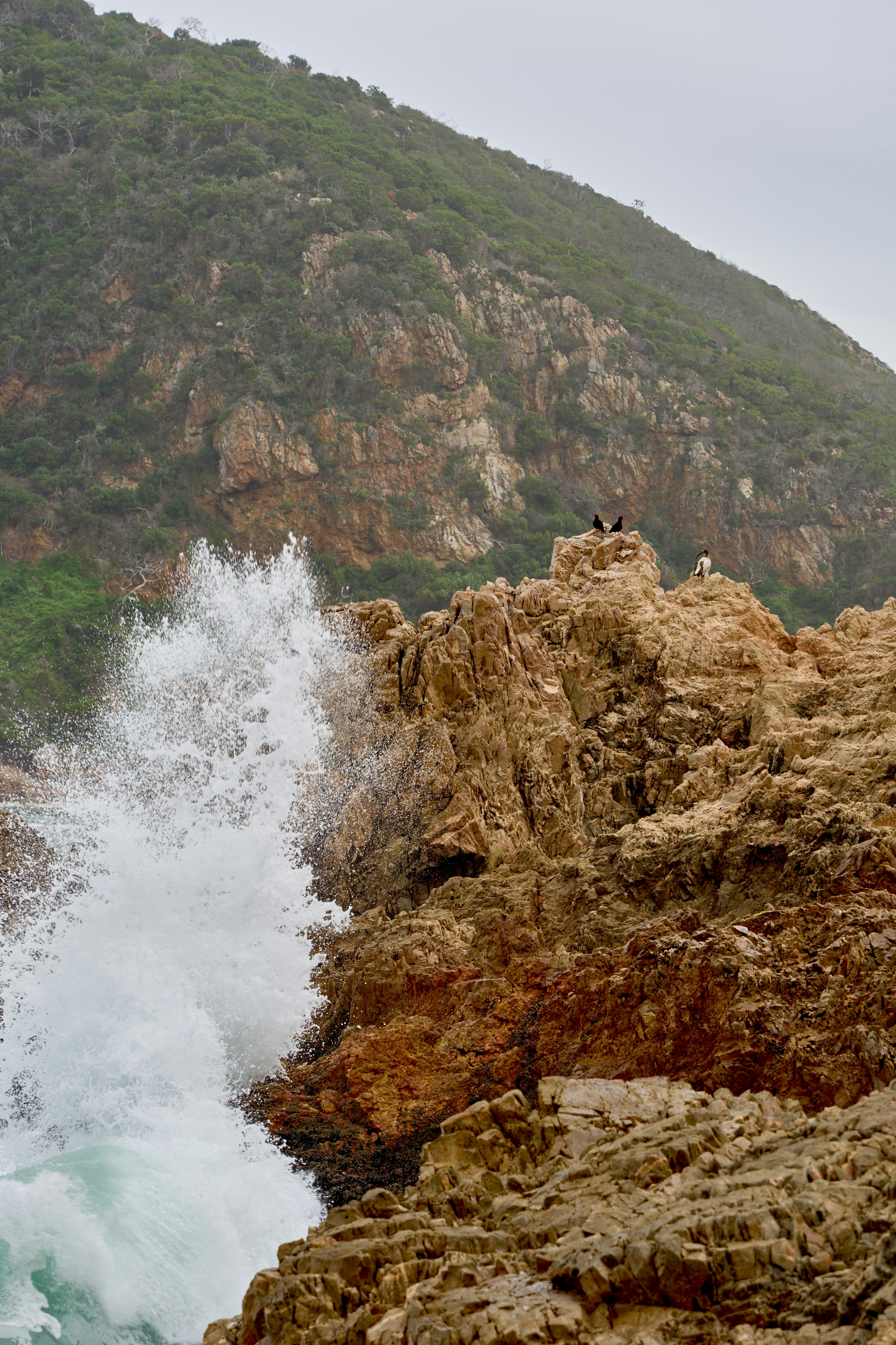 Waves crash against jagged rocks along a rocky coastline, with hillside behind and seabirds perched atop the promontory.