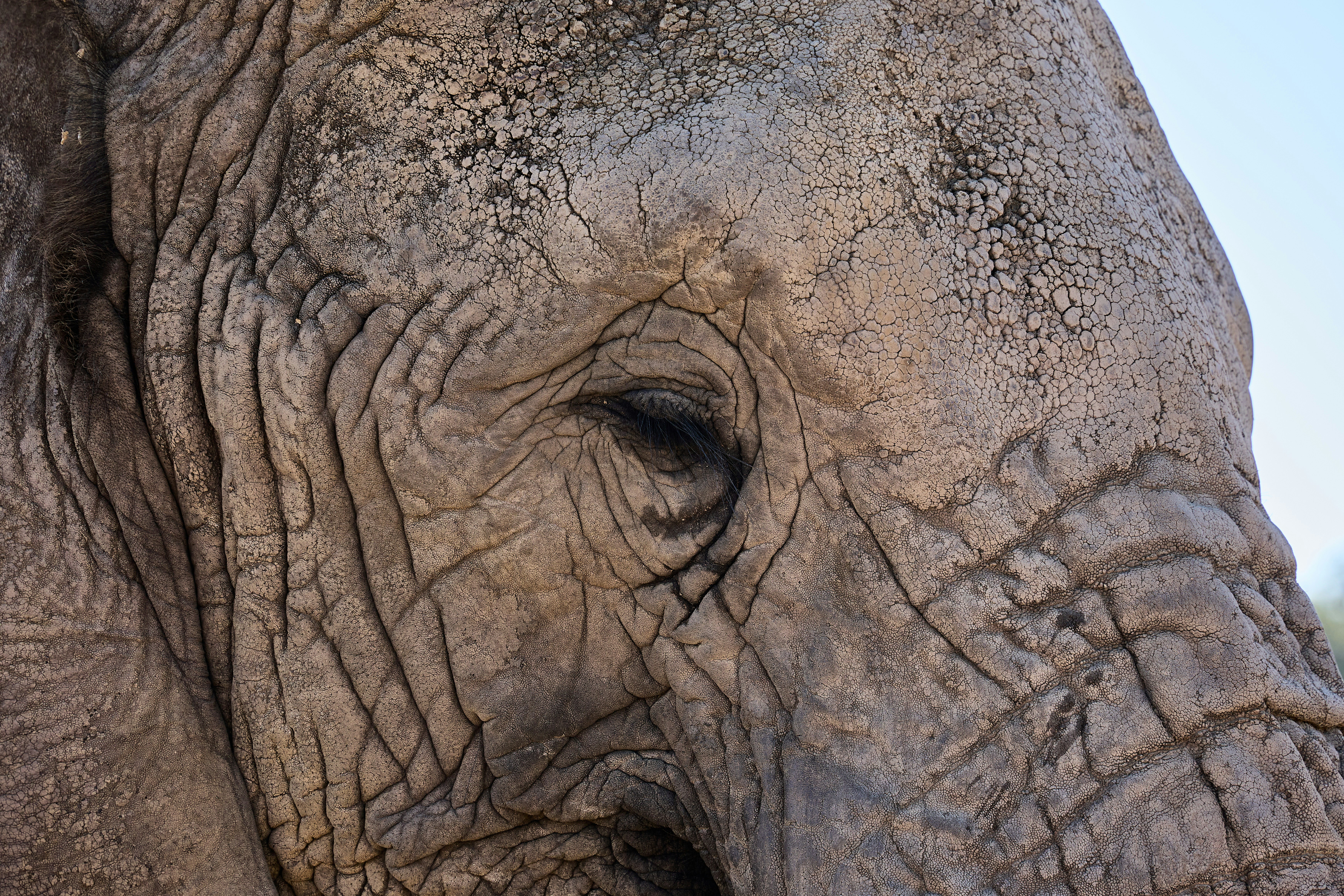 Close-Up of Elephant Eye and Wrinkled Skin: A Moment of Calm in Tough Terrain