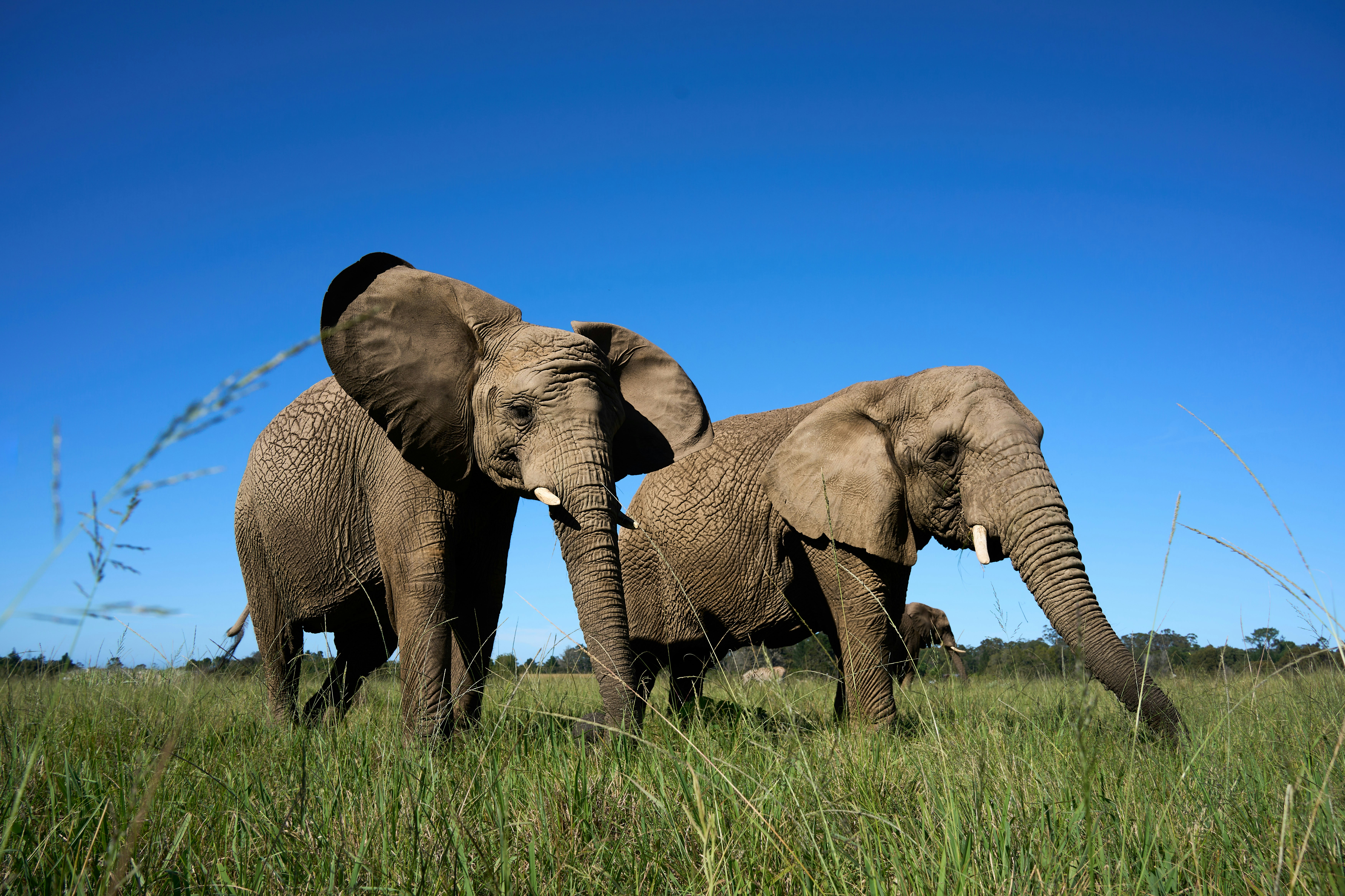 Elephant Trio in Sunlit Grassland