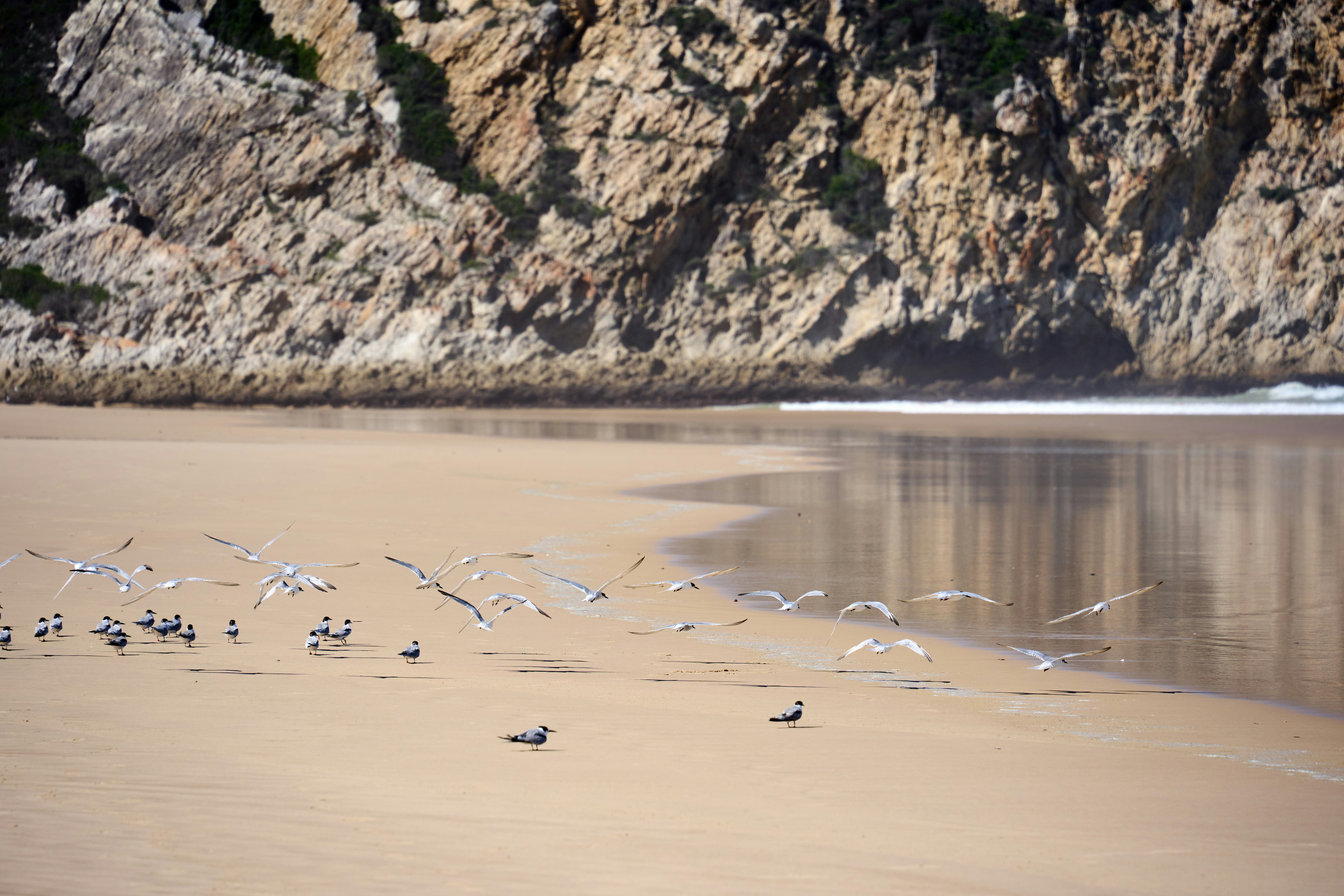 Seabirds in a Quiet Cove: Wind-Swept Beach at Dusk