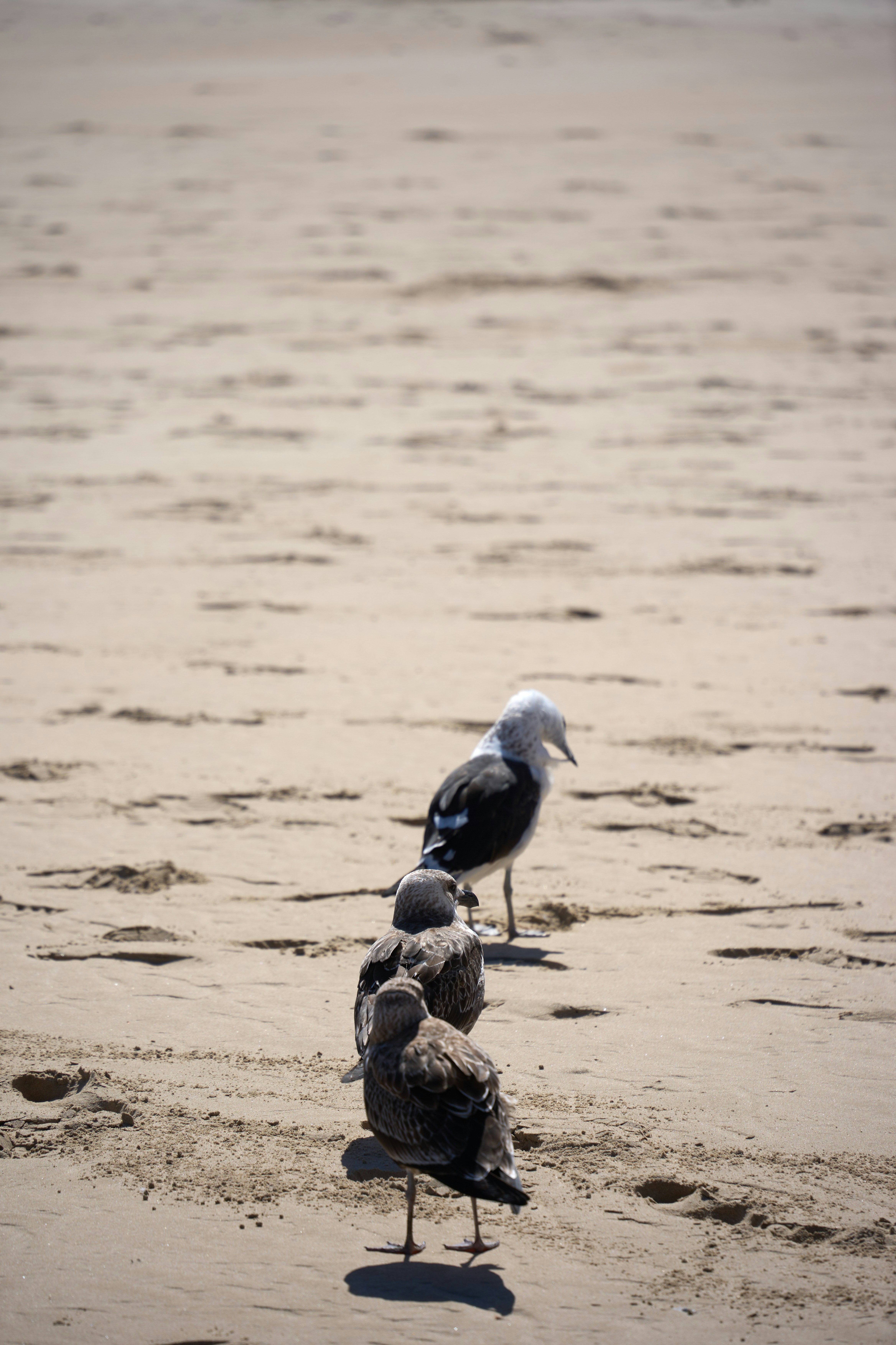 Line of Shorebirds: A Quiet Convergence on Sand