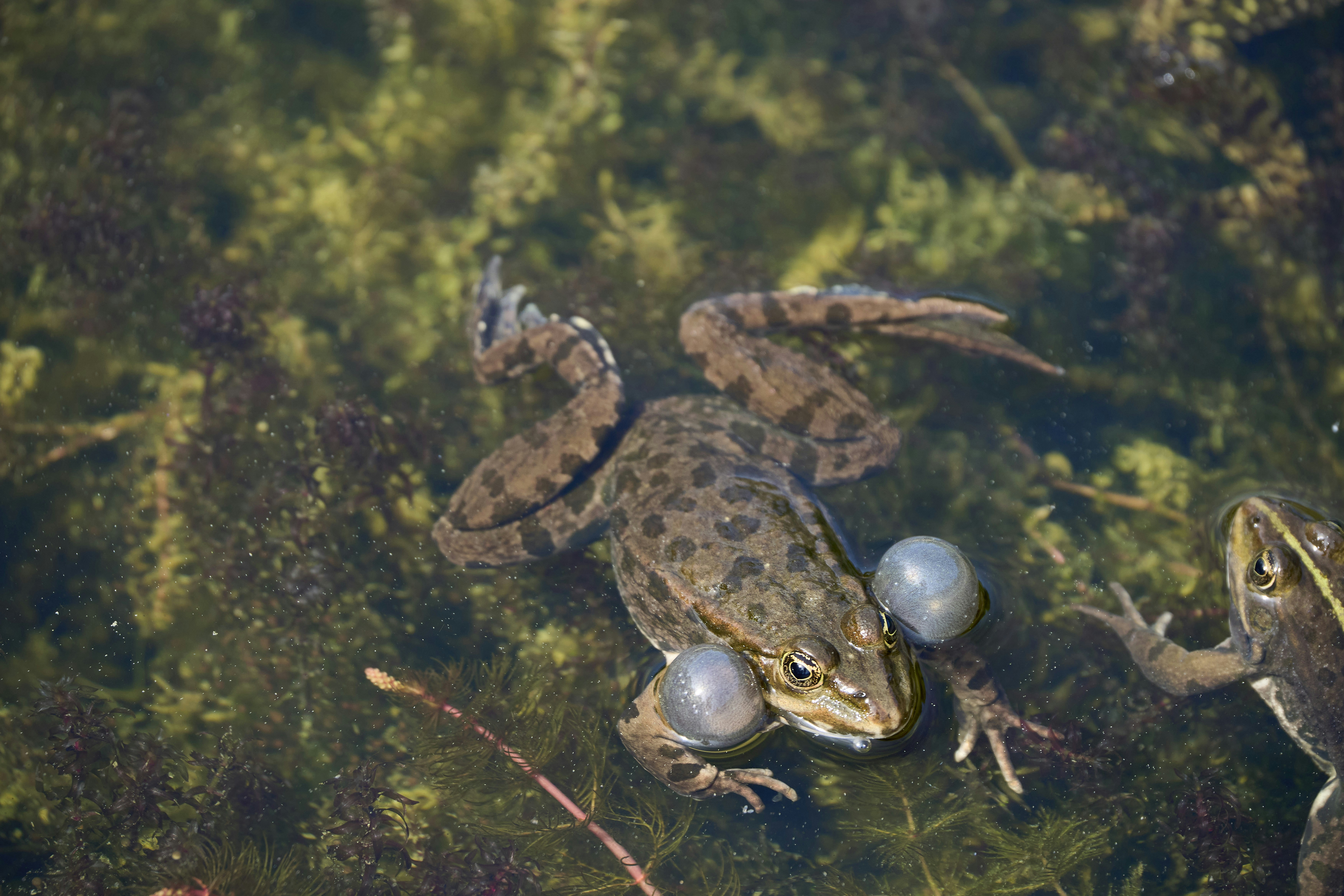 Amber-eyed Amphibian: Foreground Frog in Murky Pond