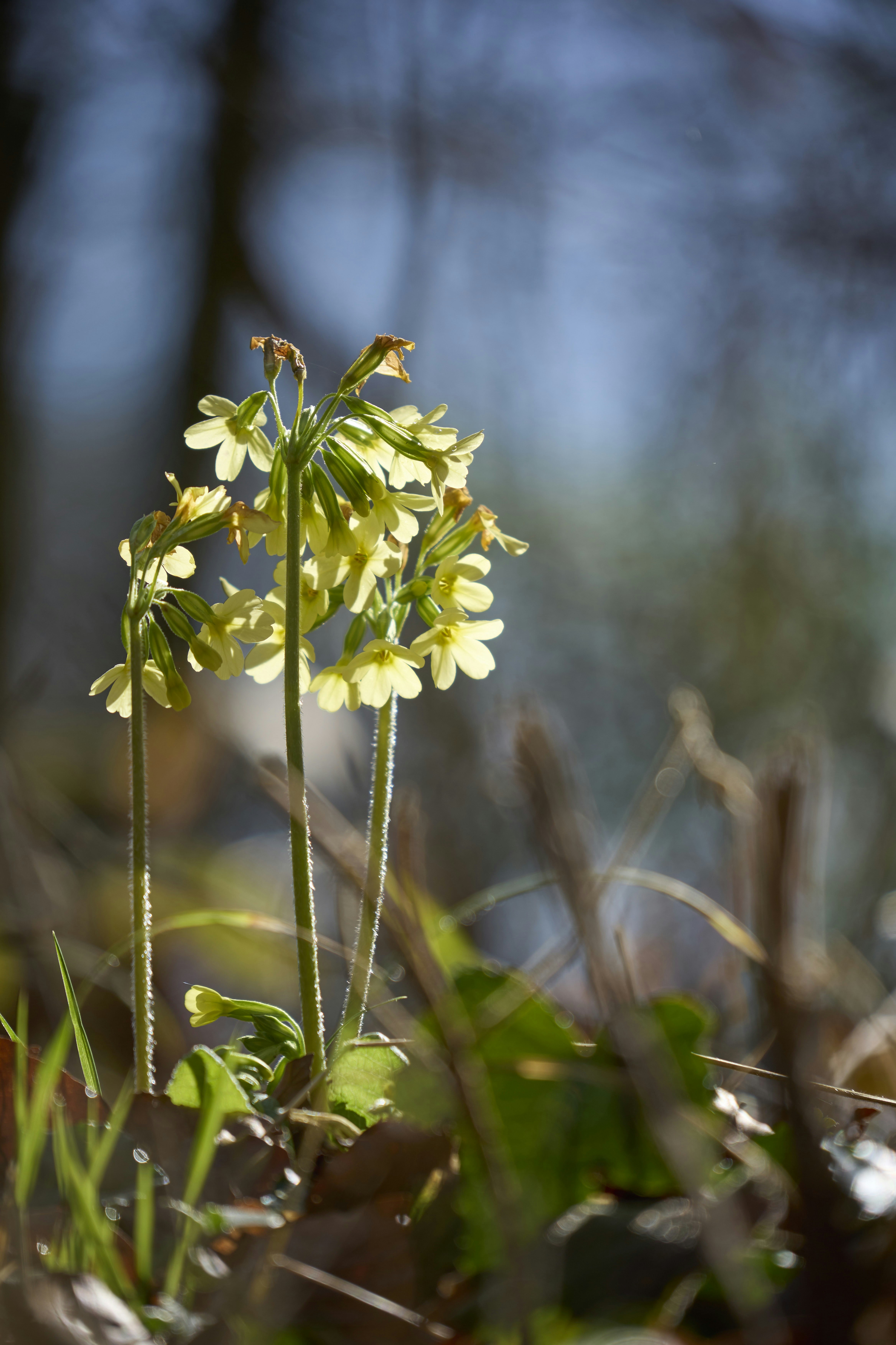 Low Sunlit Primrose Chorus Under a Blue Apside