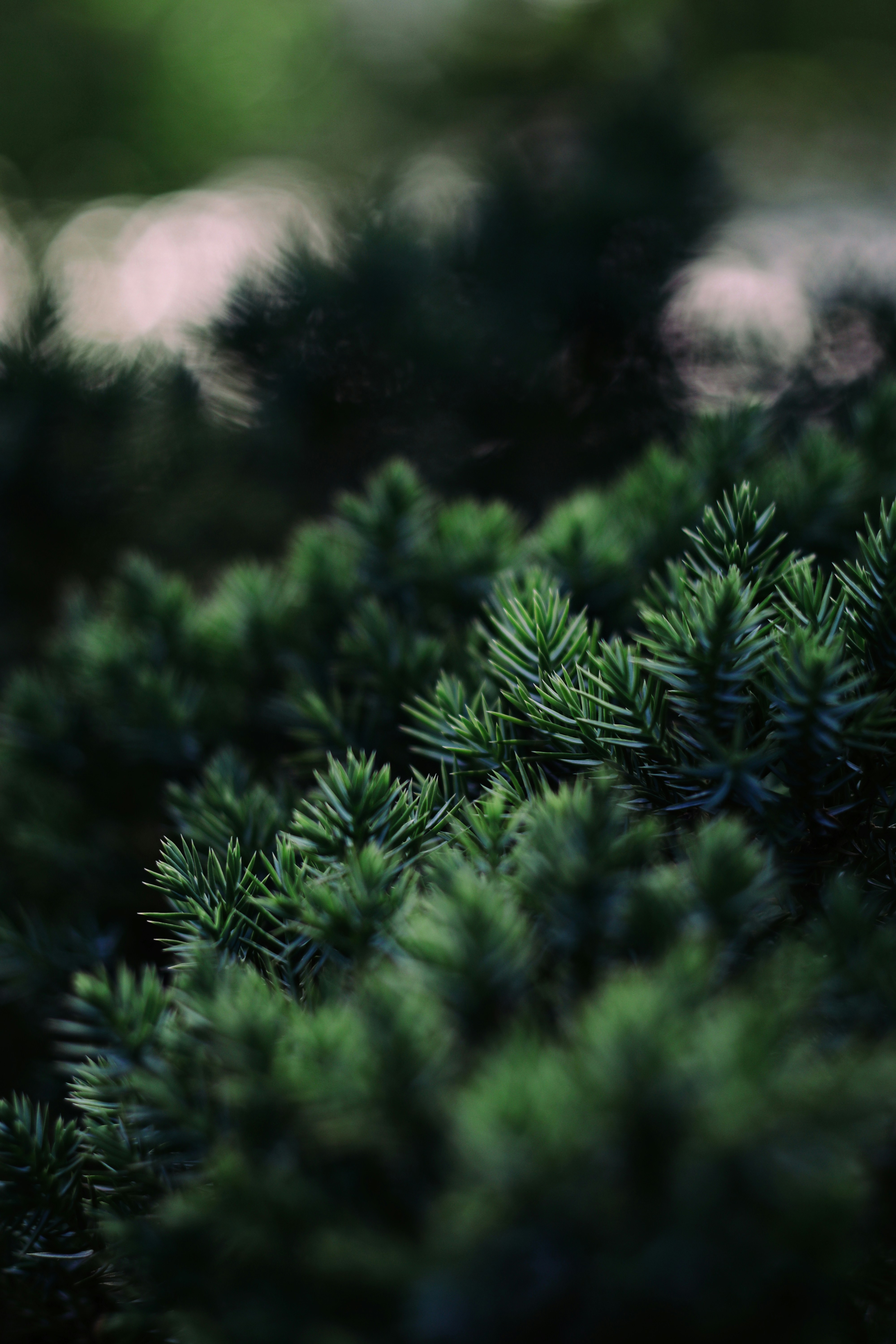 Emerald Congiare: Close-up of Needle-like Pine Fronds in Soft Depth