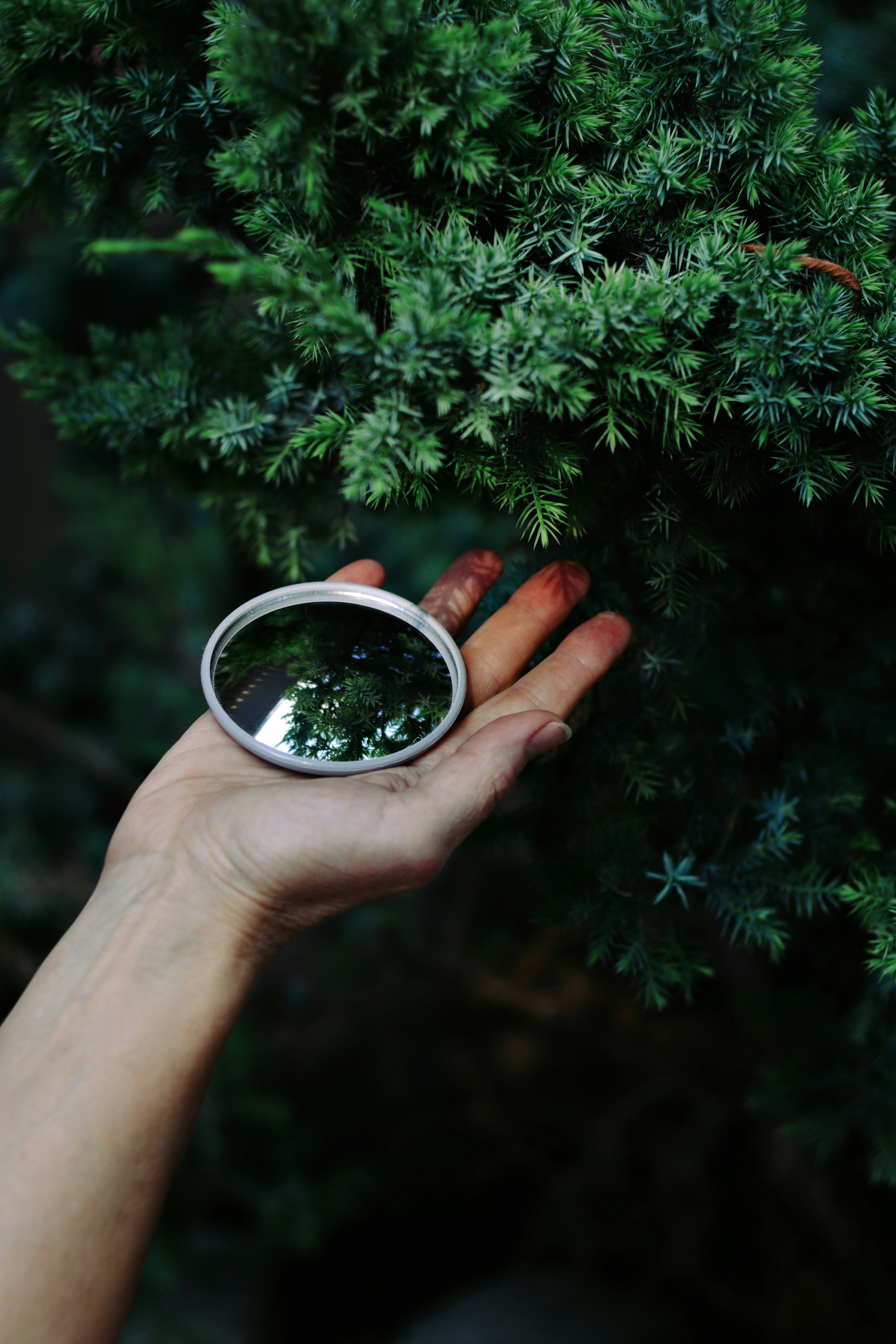 Mirror of Green: A Hand, a Lens, and the Forest’s Reflection