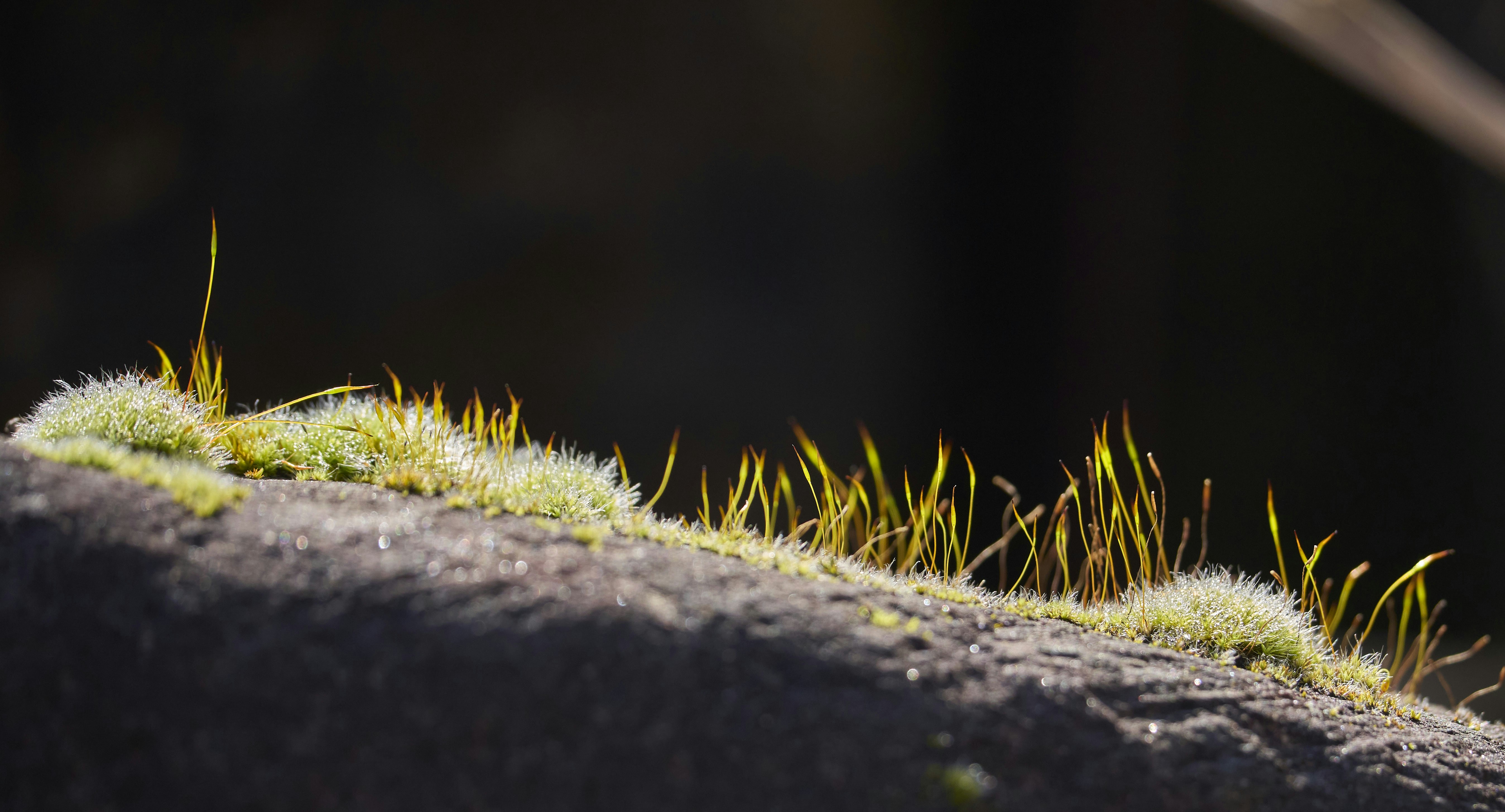 Mossy ledge in soft sunbeams