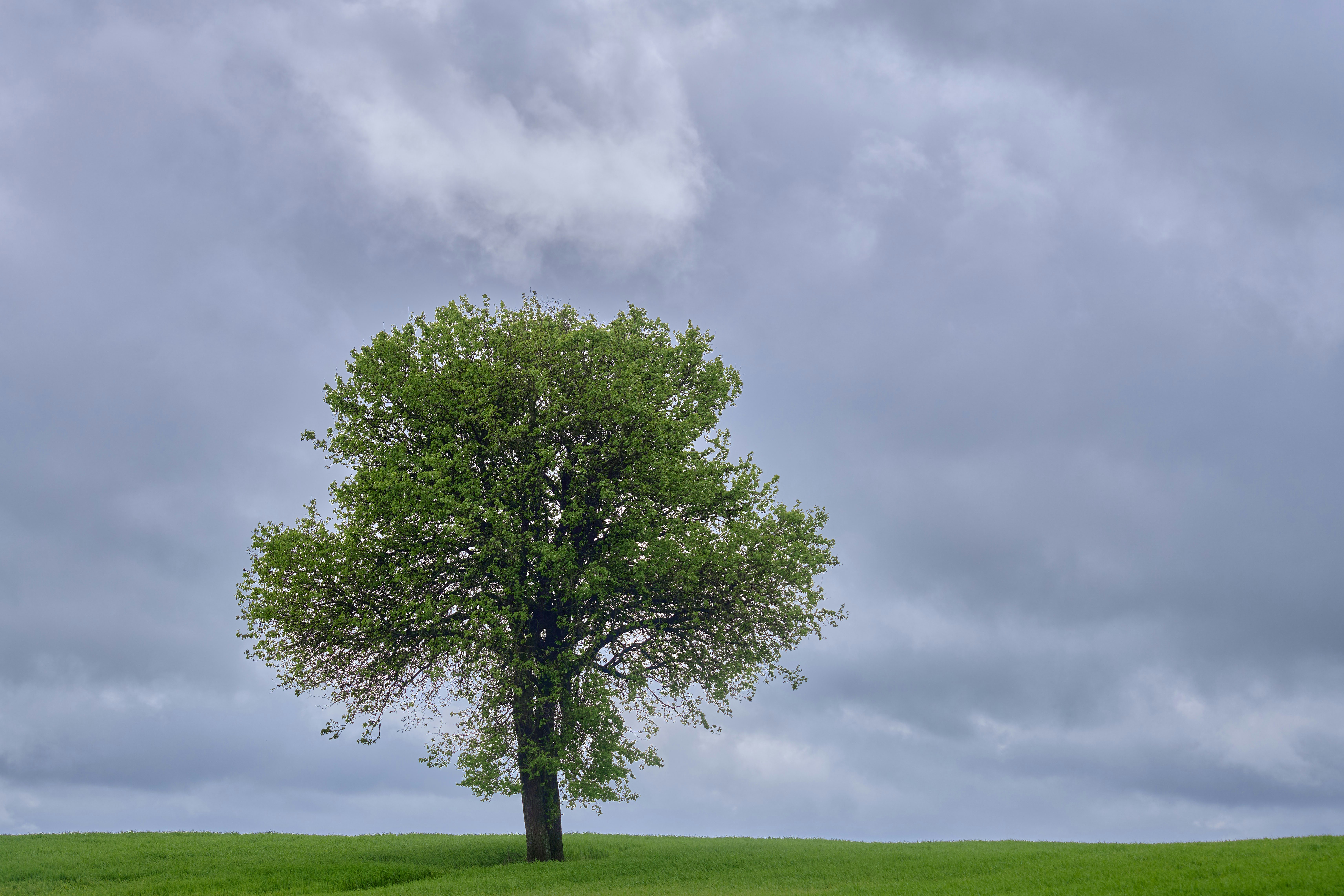  solitary tree on a gentle hill under a cloudy sky