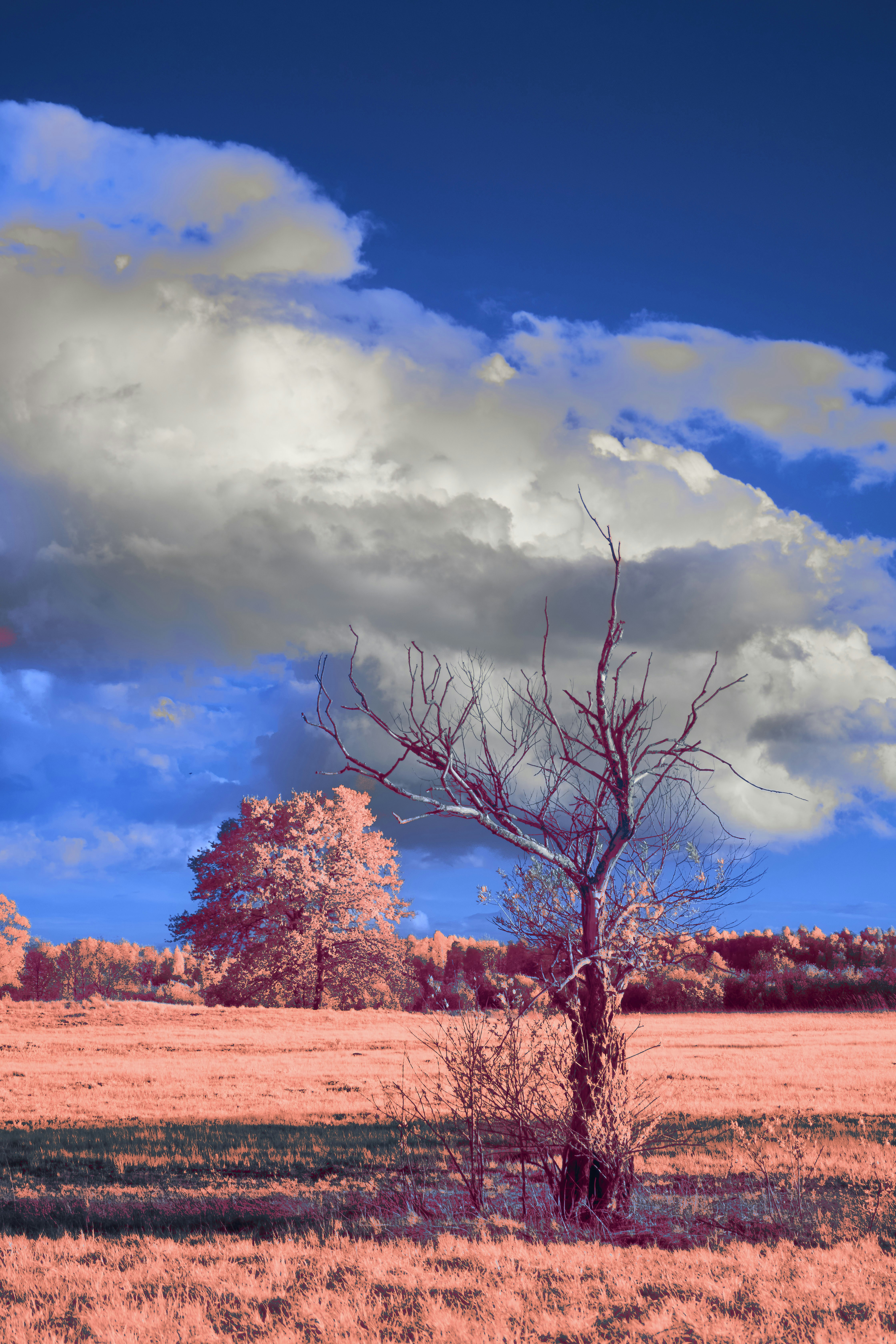Midday Skyfall Over a Lush Field with a Stubborn Tree