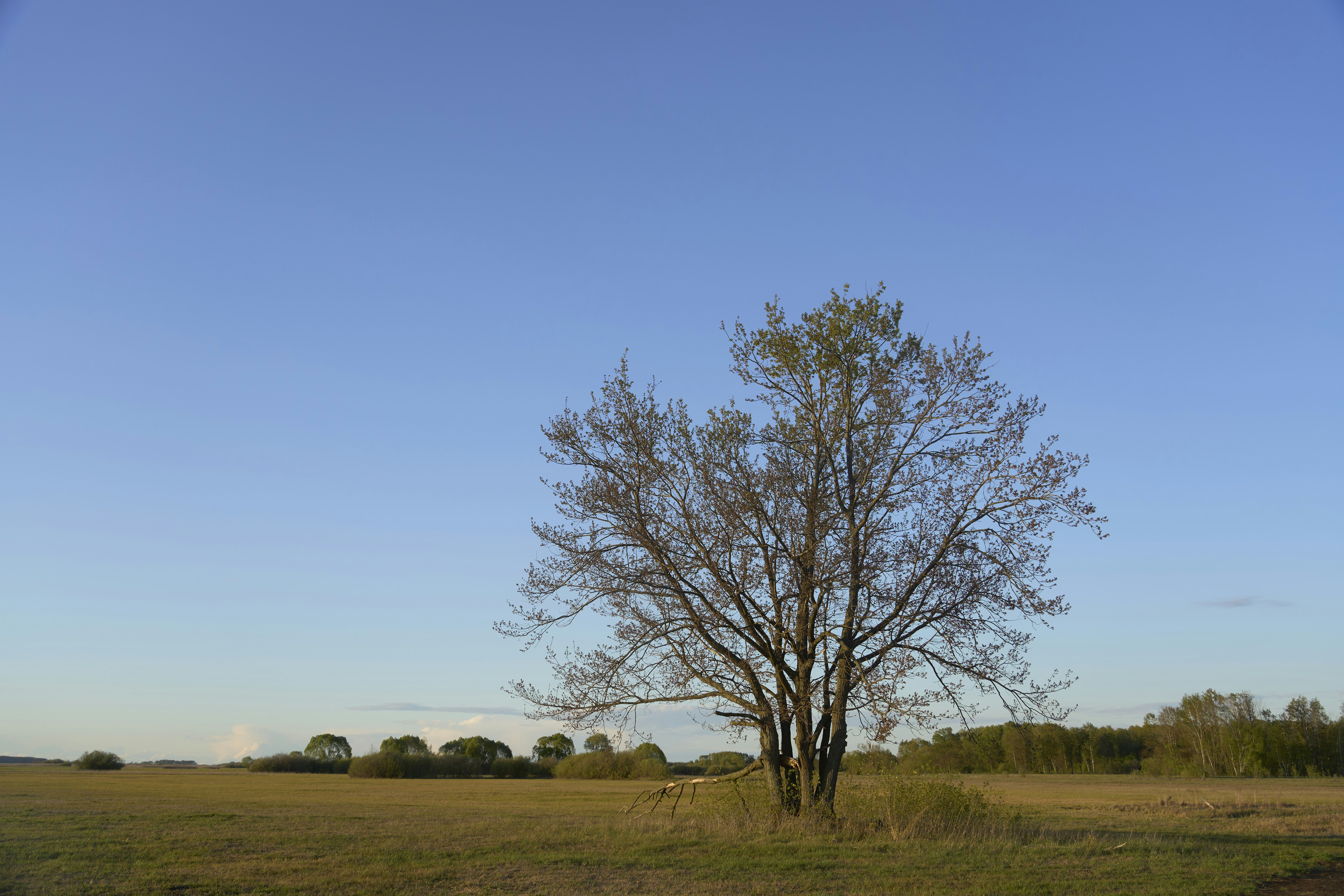 Lonely Tree Standing Guard Over Open Prairie at Dusk