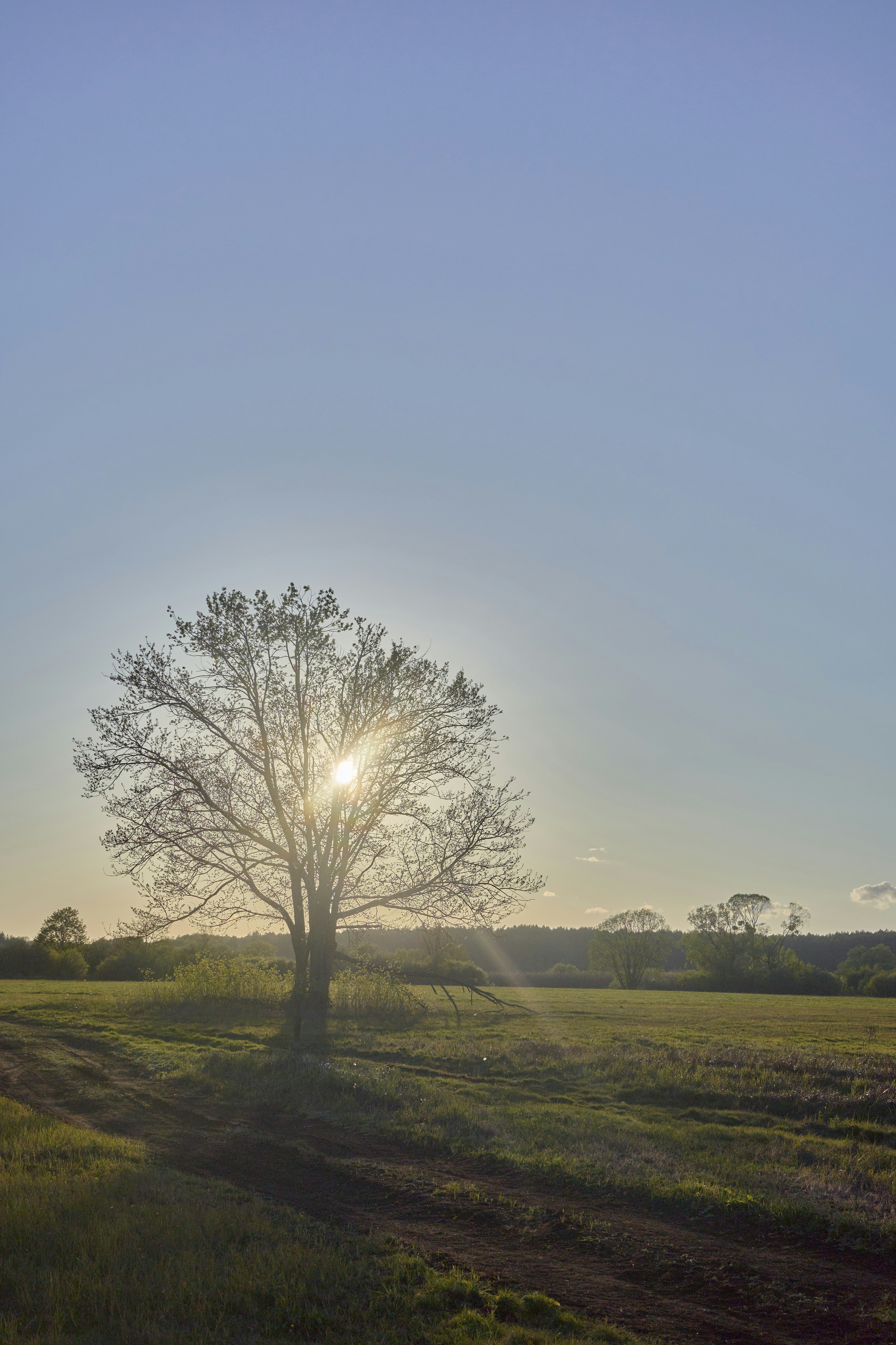 Sunlit solitary tree in a quiet rural field at golden hour
