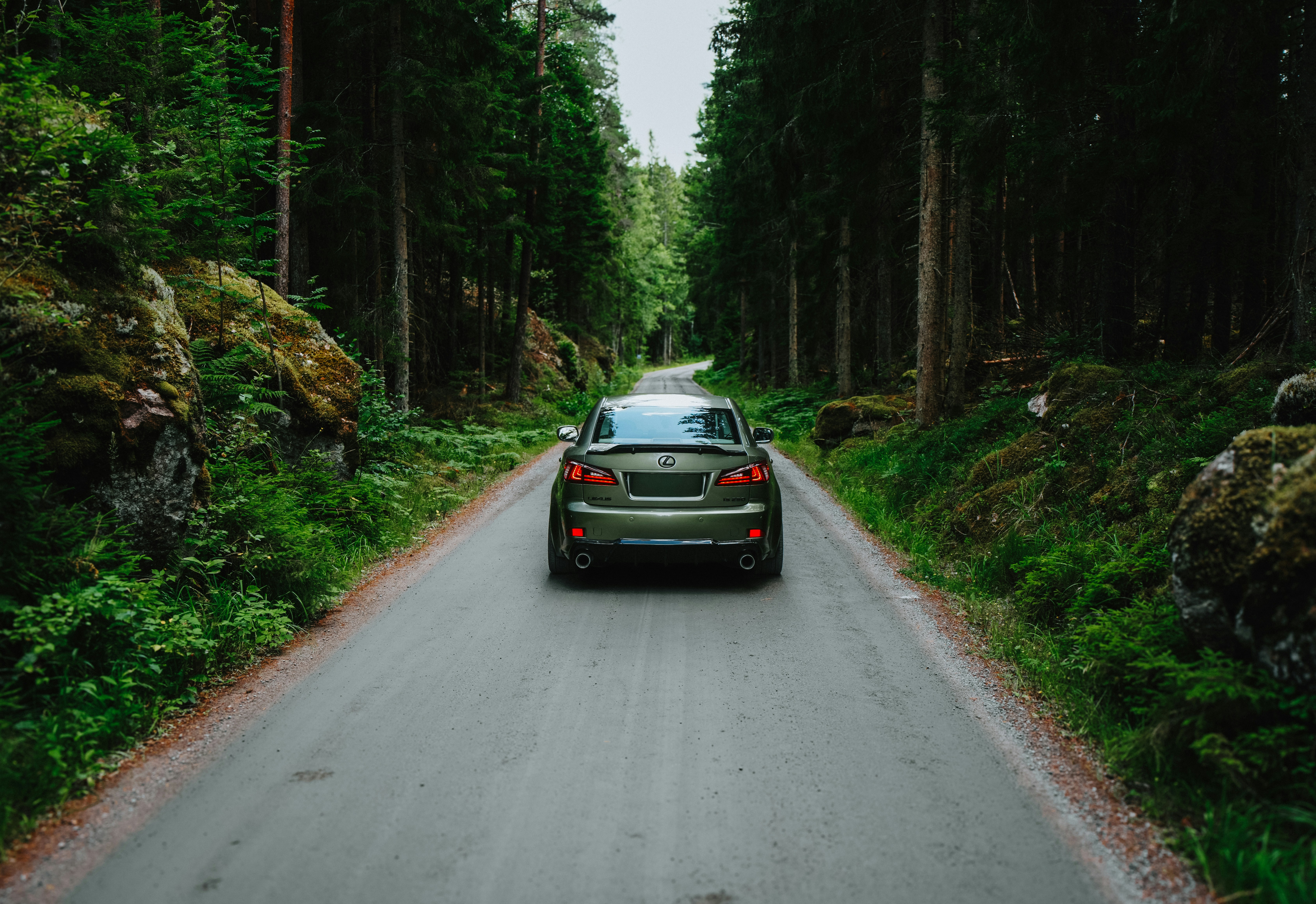 Forest Road Conquest: A Car's Quiet Return Through Tall Pines