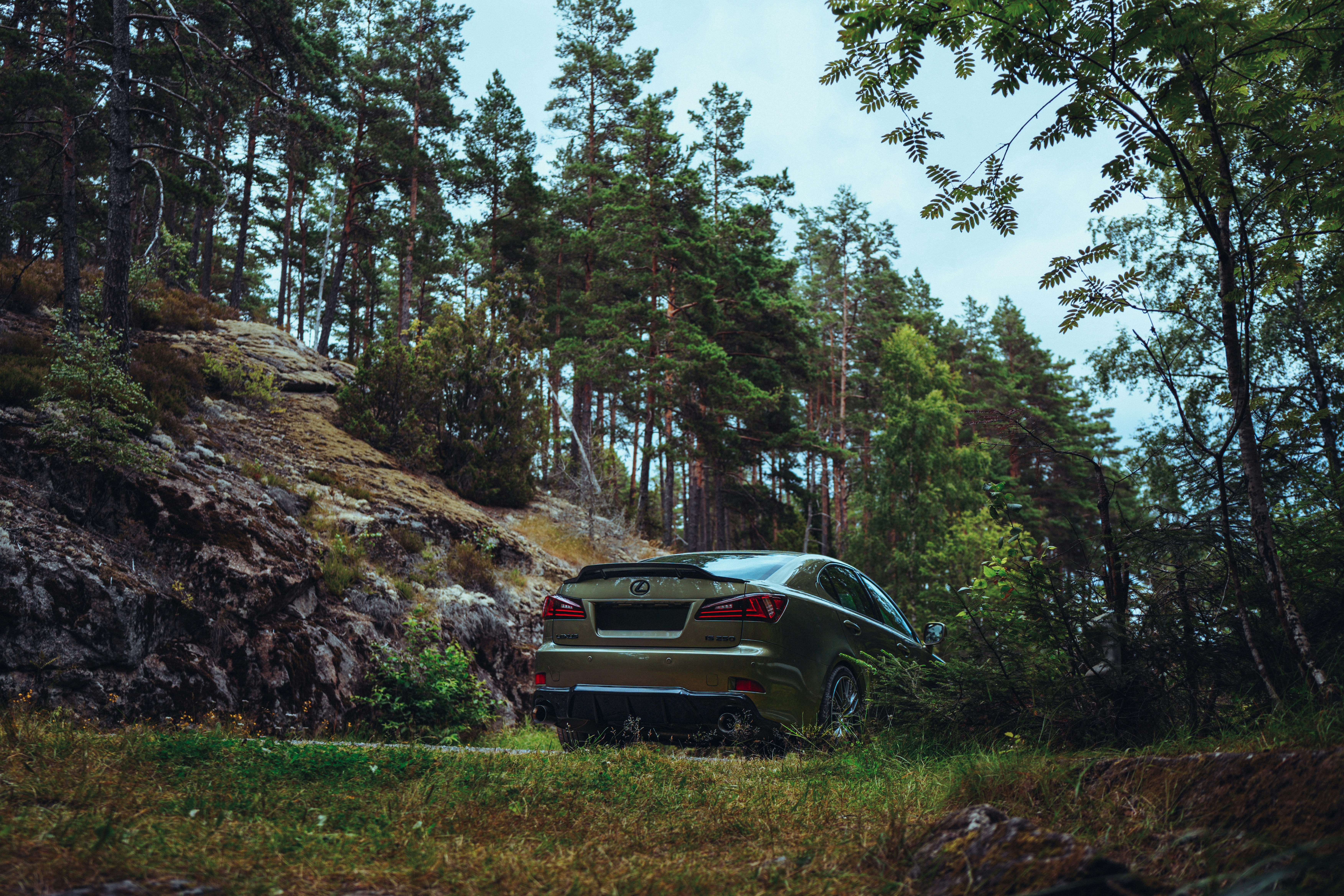 Midnight Green: A Lone SUV Resting Among Pines