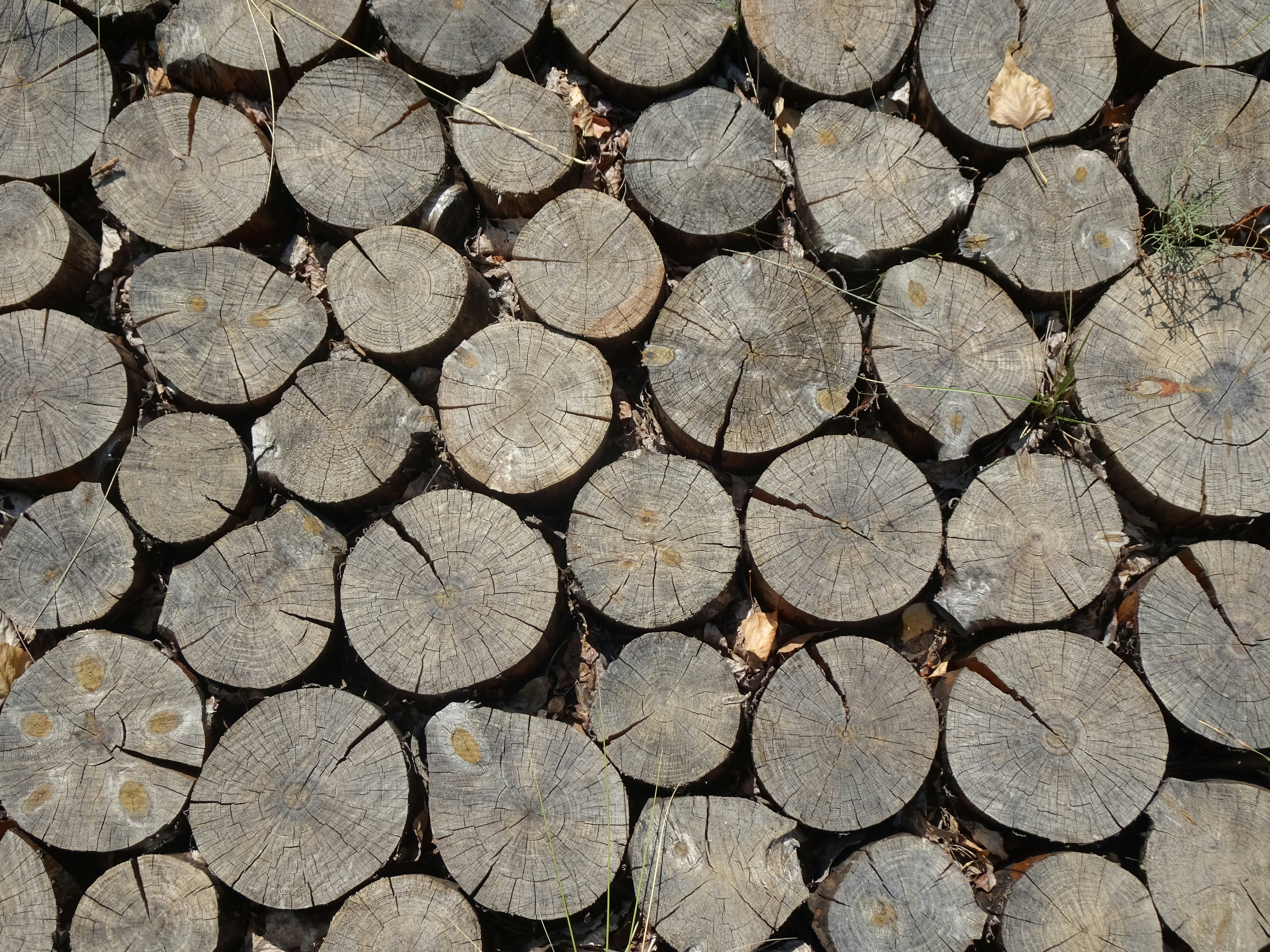 Cross-Section of Time: A Log Mosaic