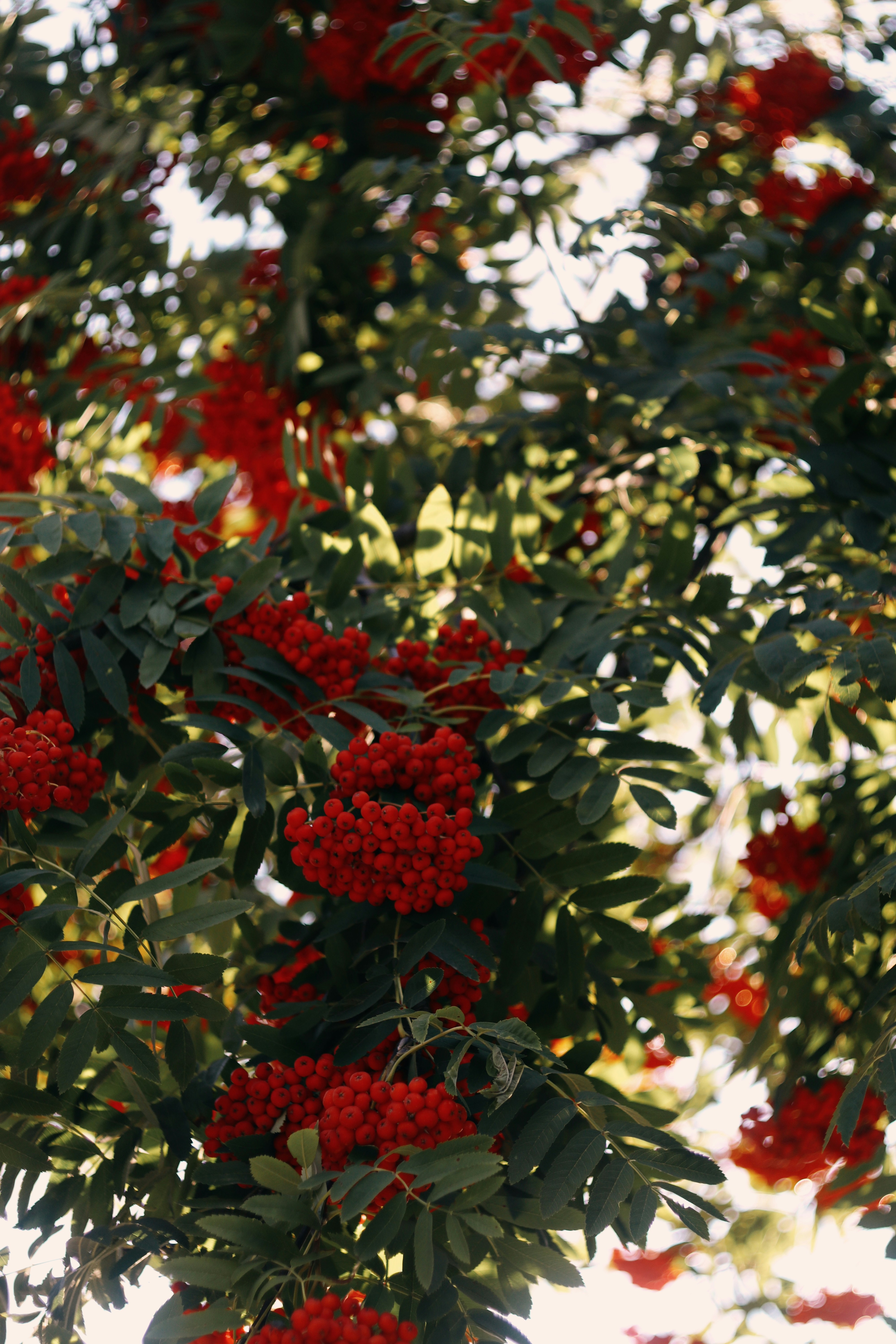 Crimson Berries Among Green Foliage