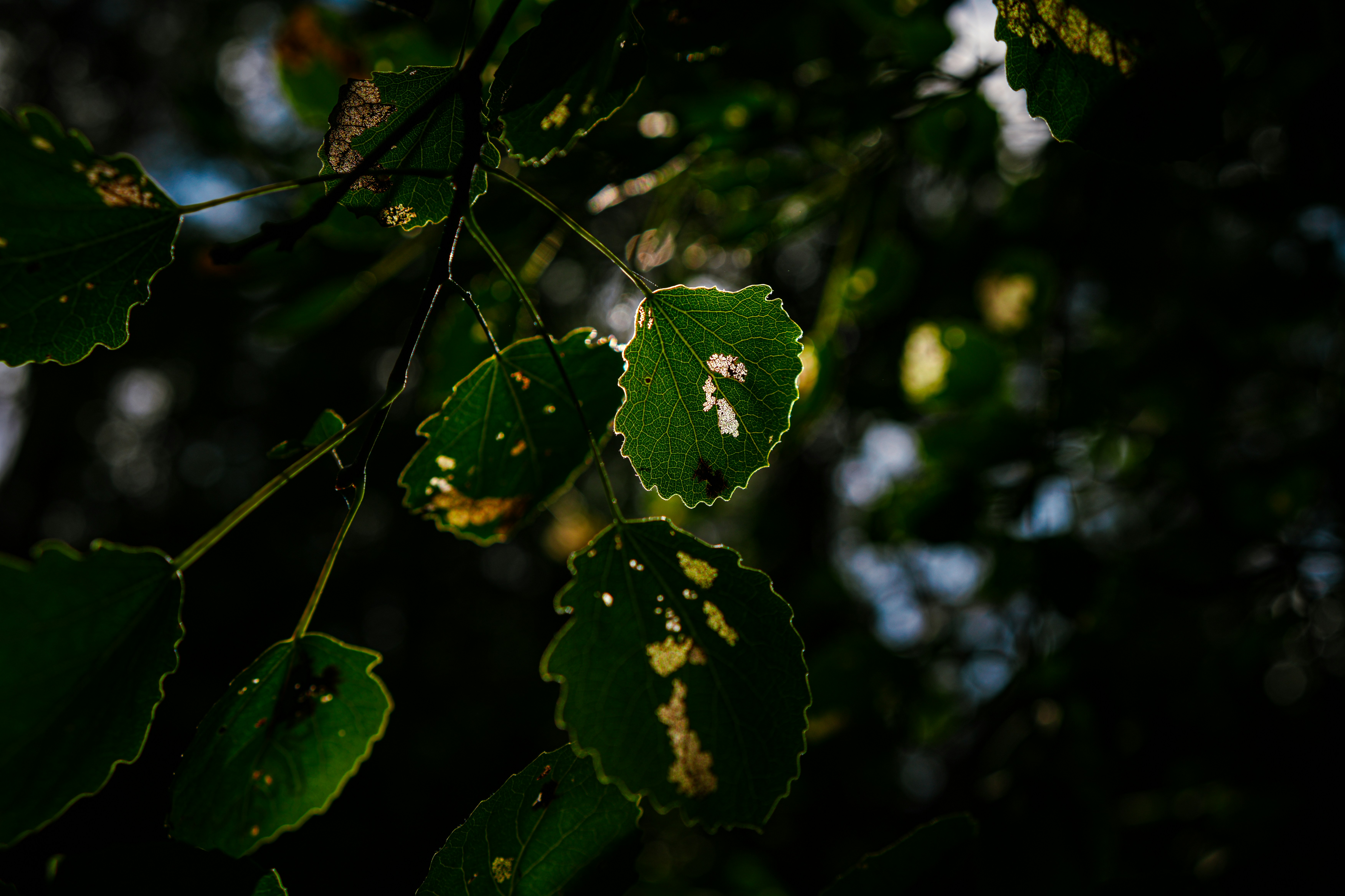 Intricate Foliage in Shadowed Dappled Light