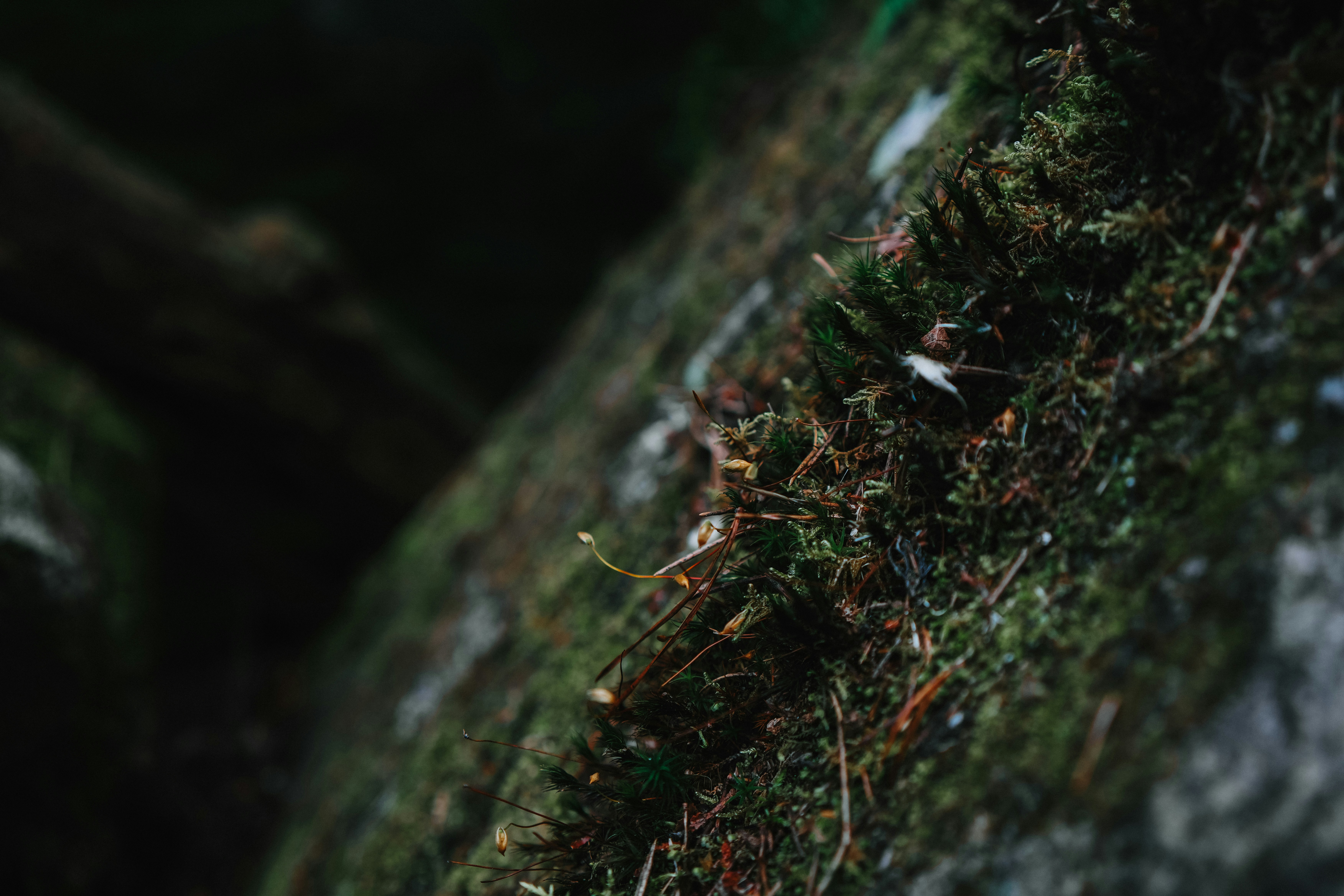 Moss-Cedared Ledge: A Quiet Portrait of Forest Texture