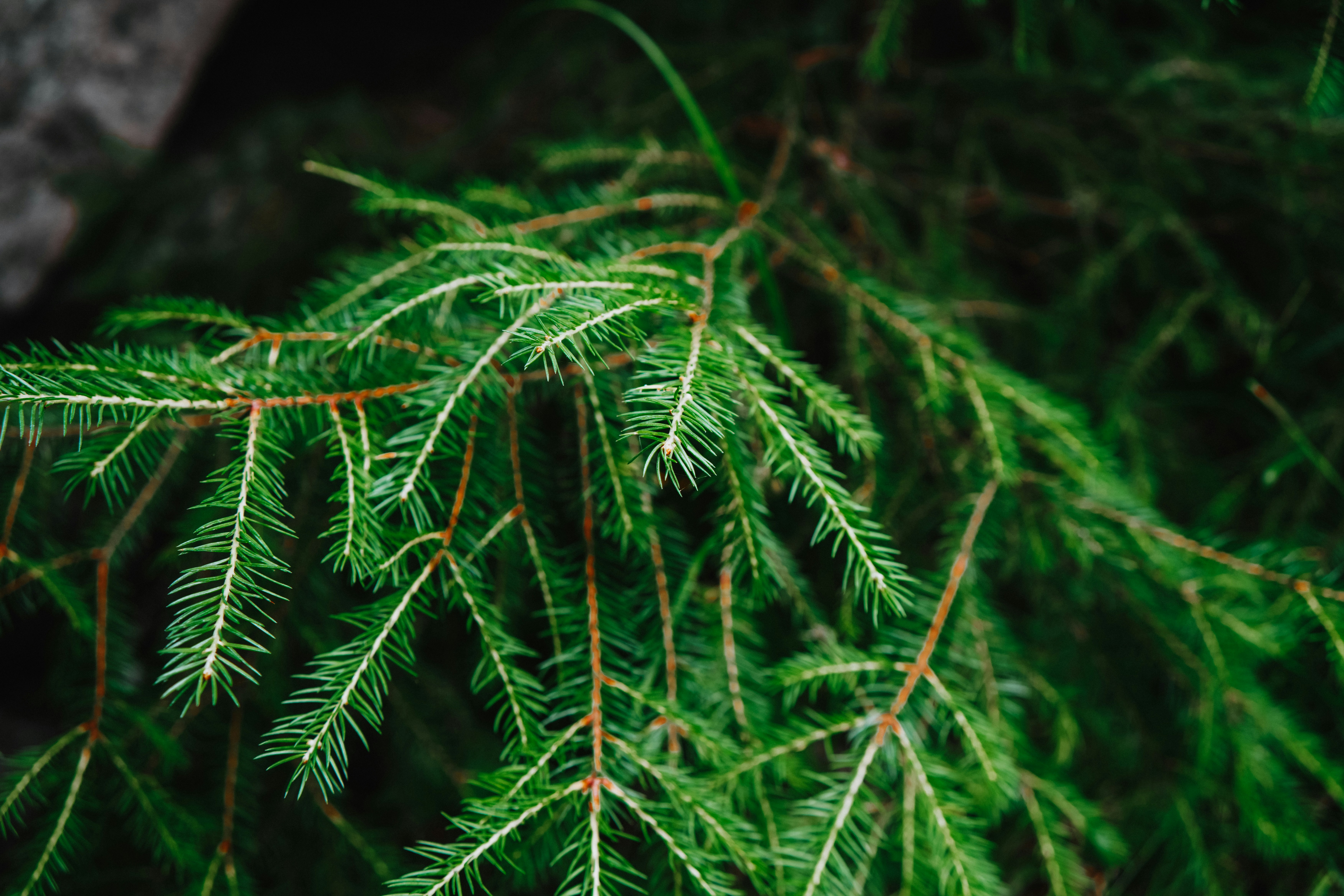 Evergreen Fronds in Focus: A Macro Moment of Needle-like Rainforests