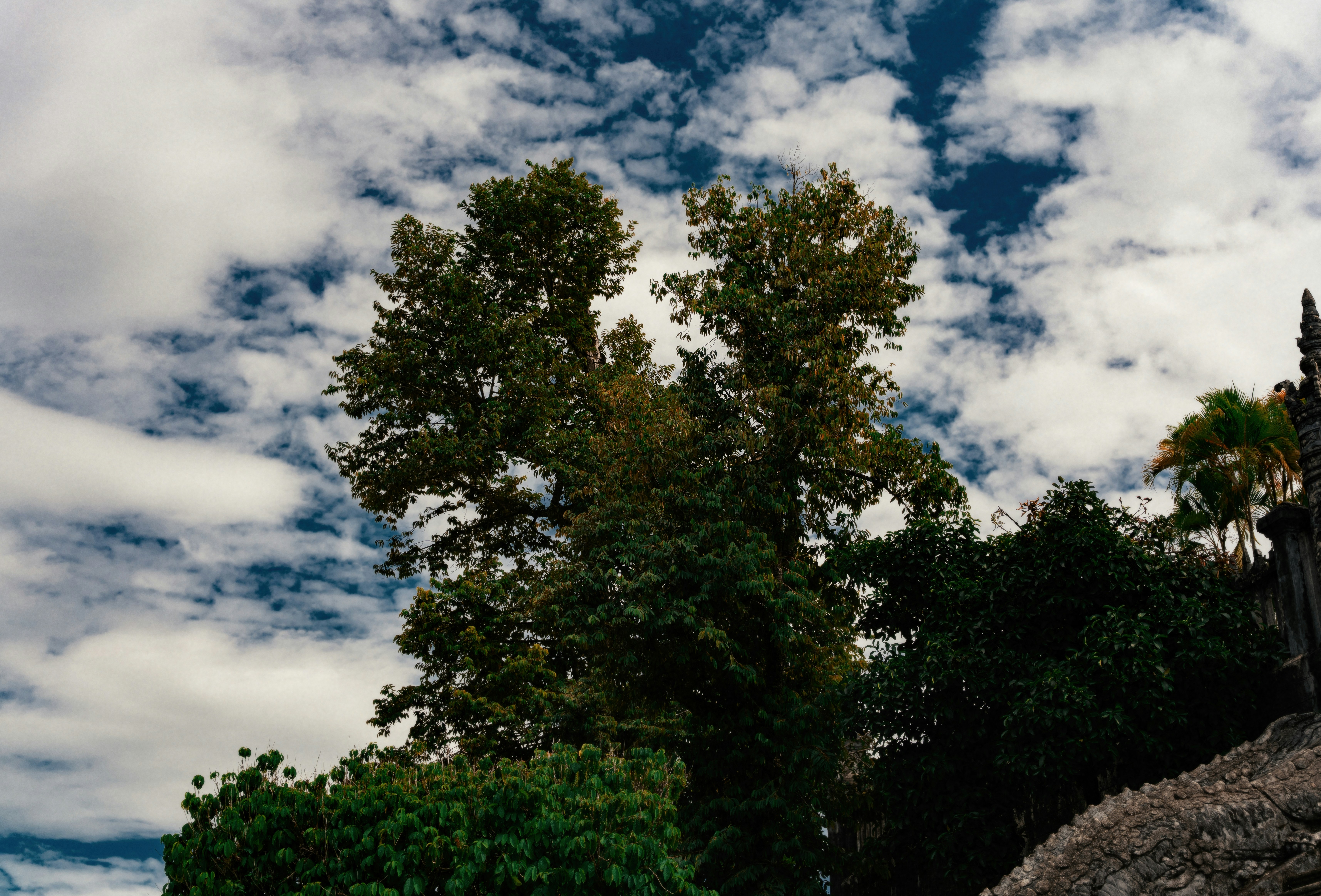 Skyward Giants: Trees Reaching into a Patchwork Sky
