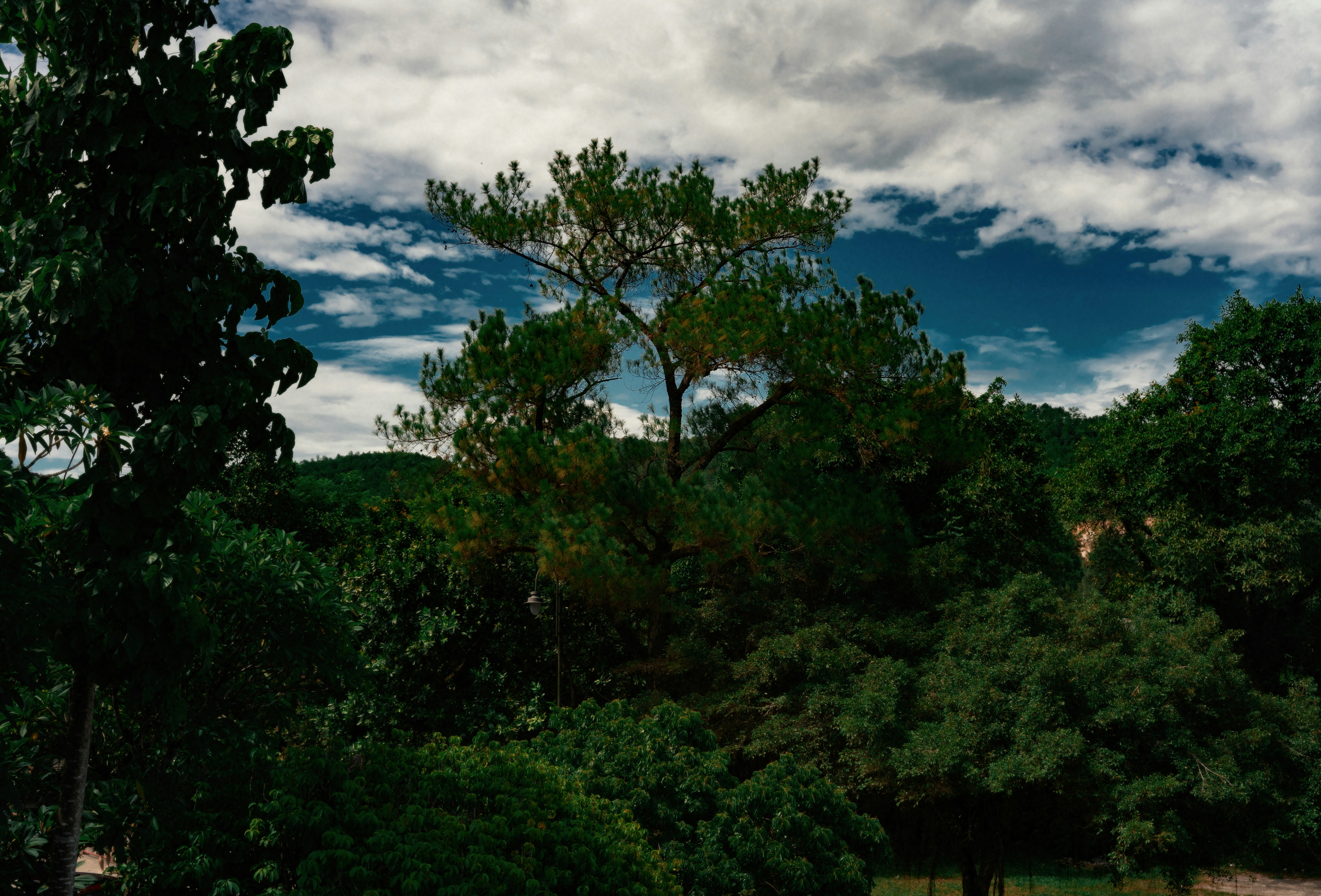 Sunlit Crown: A lone tree rises above a dense canopy under a dramatic sky