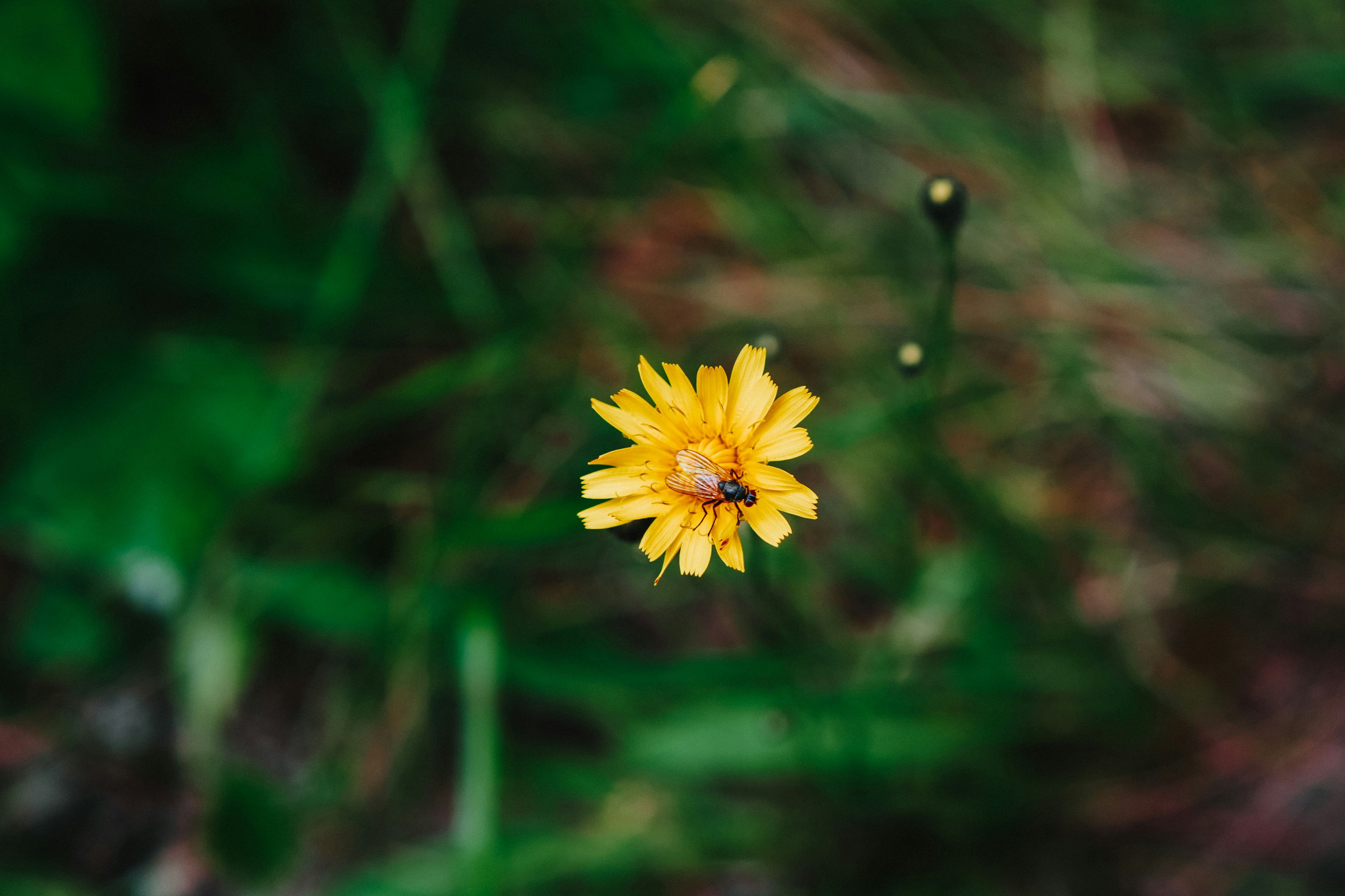 Golden Bloom in a Sea of Green