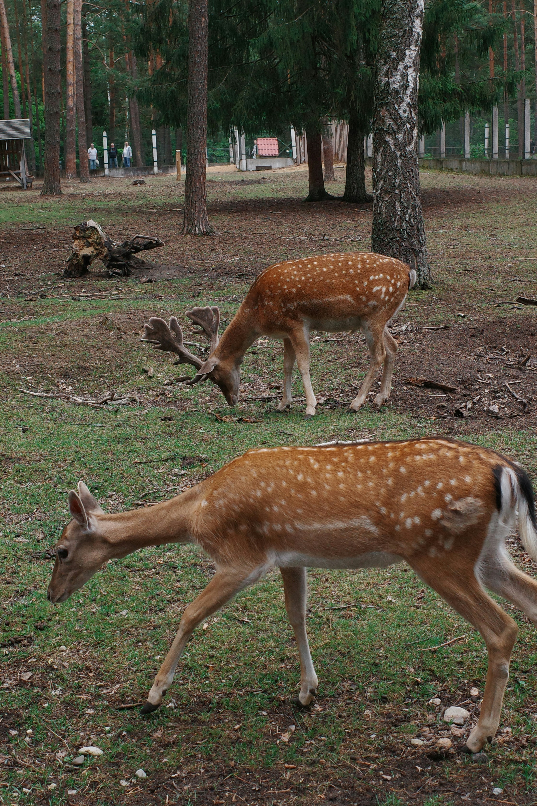 Deer in a Forest Clearing: Stride and Stare
