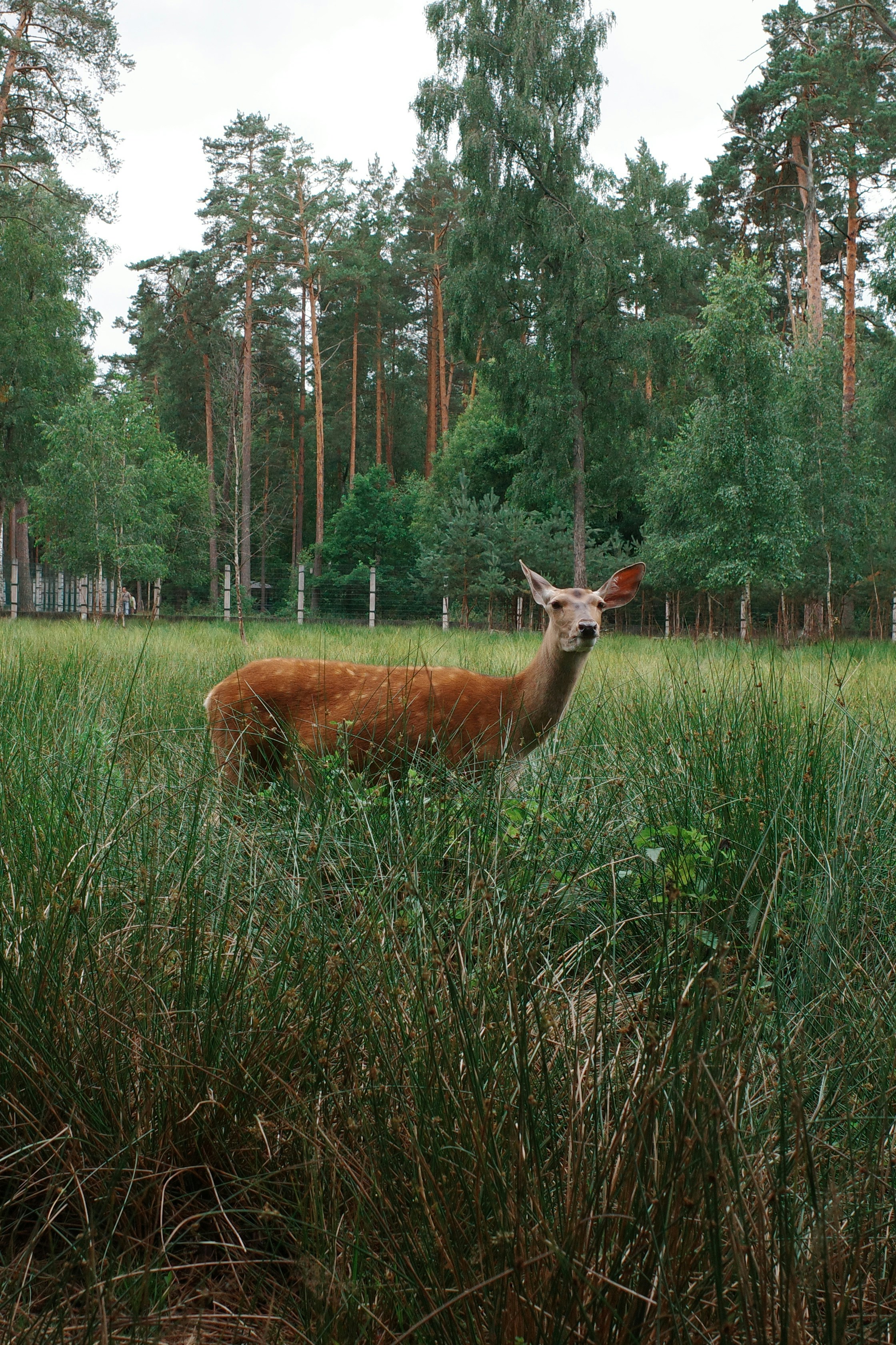 Deer in a Quiet Meadow: Sunlit Grasses and Pine Forest