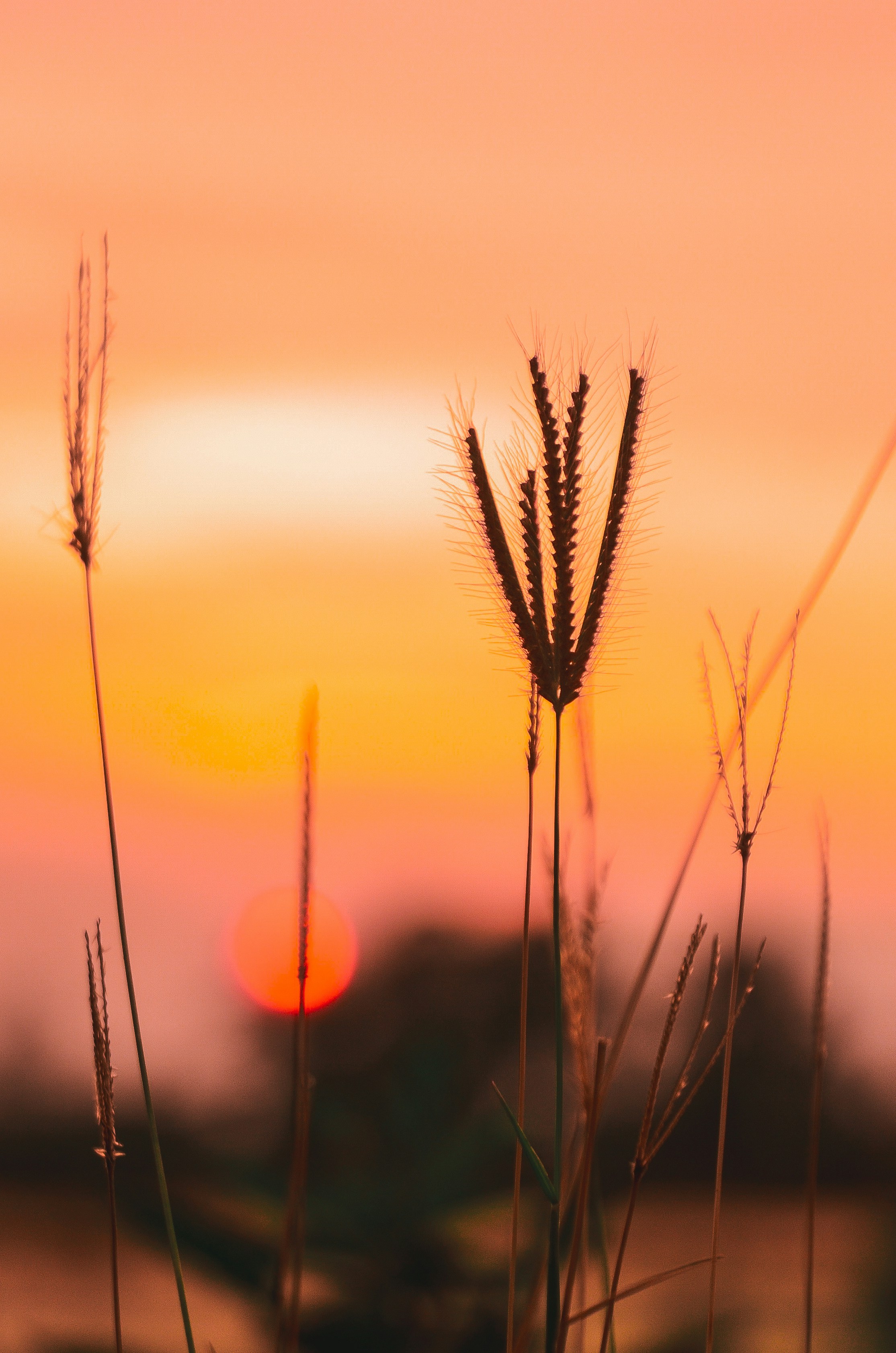 Sunset Grass: Silhouettes Against a Flaming Horizon