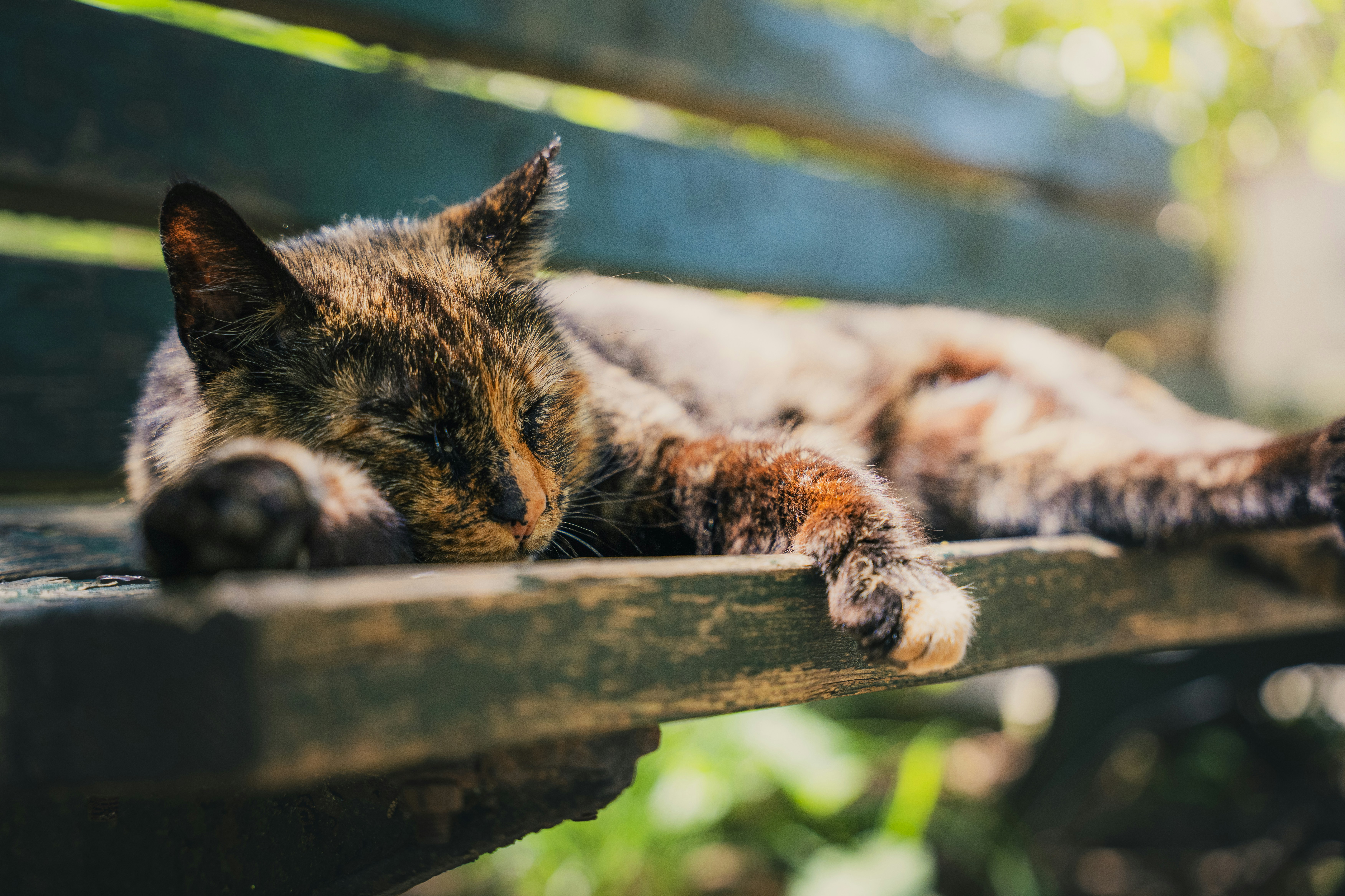 Sunlit Slumber on a Weathered Bench