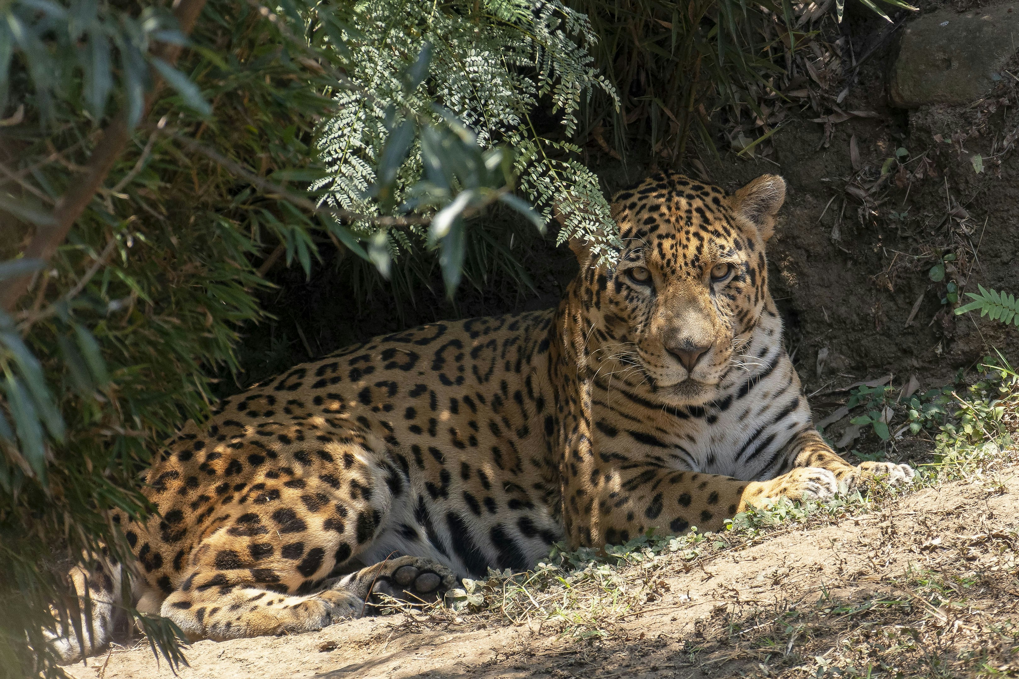 Leopard Repose in Dappled Shade