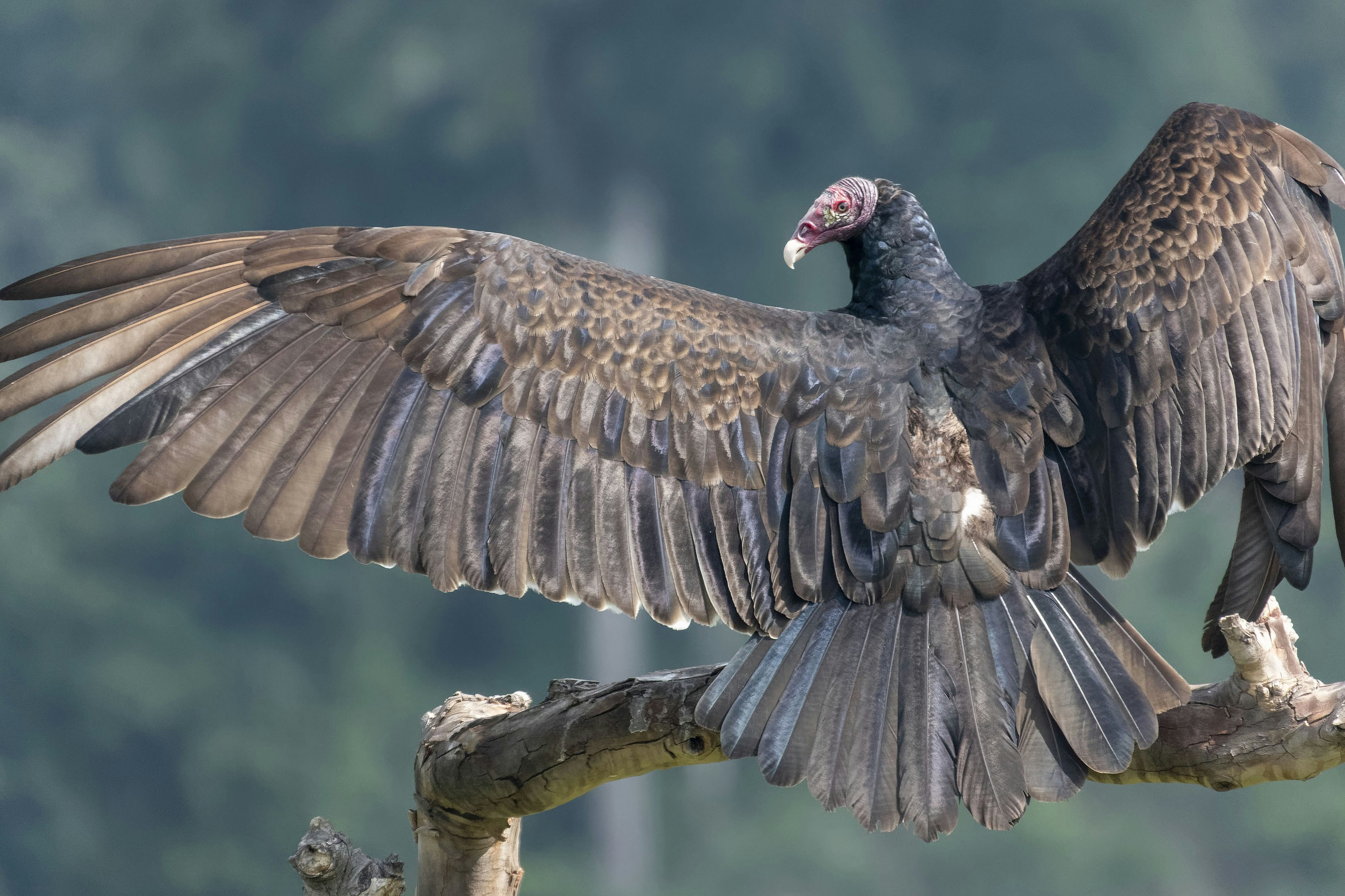 Wingspan of a Wild Turbulence: A Vulture Perched in Flight